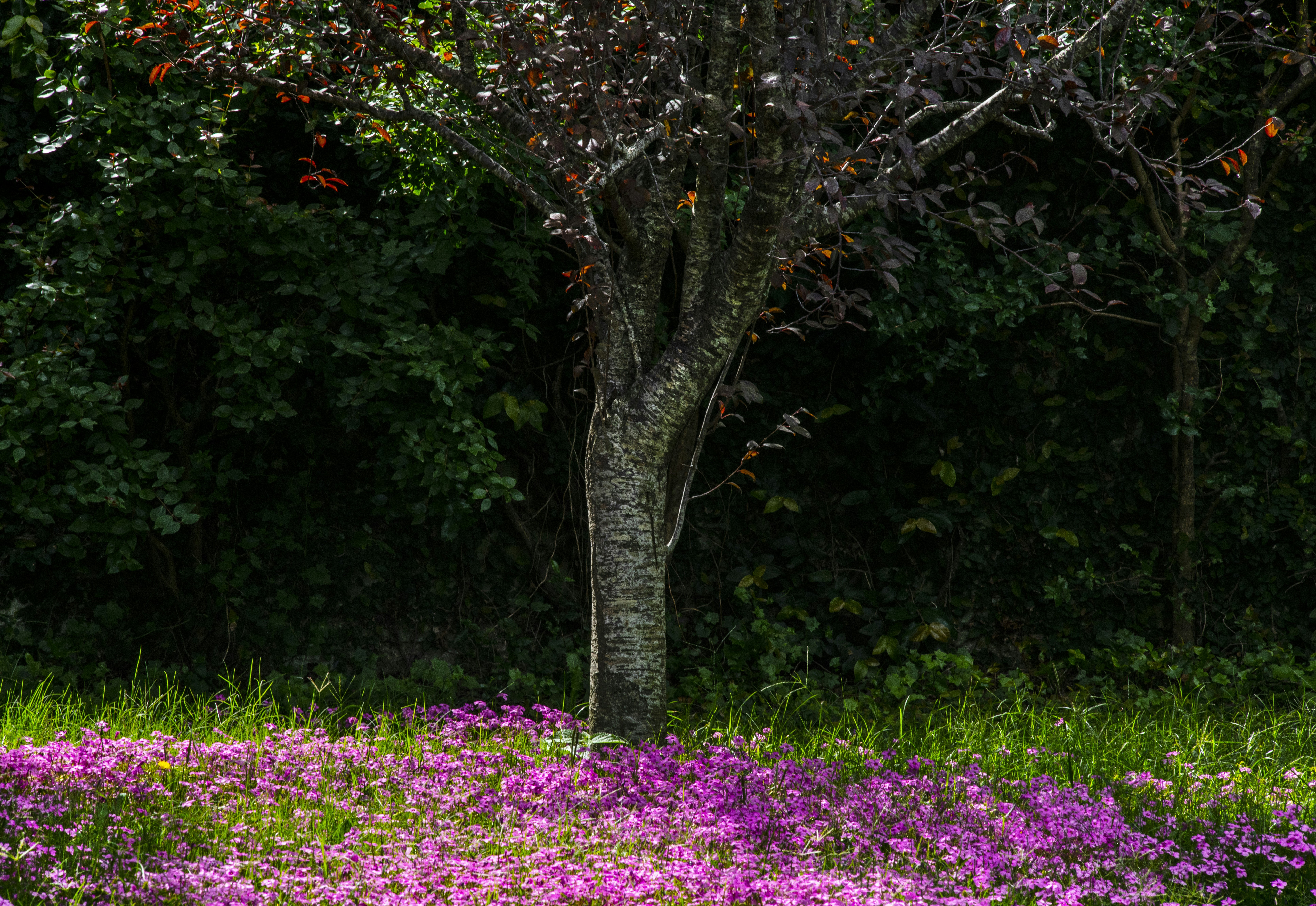 A solitary tree stands amidst a vibrant carpet of pink flowers, surrounded by lush greenery. The contrast highlights the beauty of nature's rebirth.