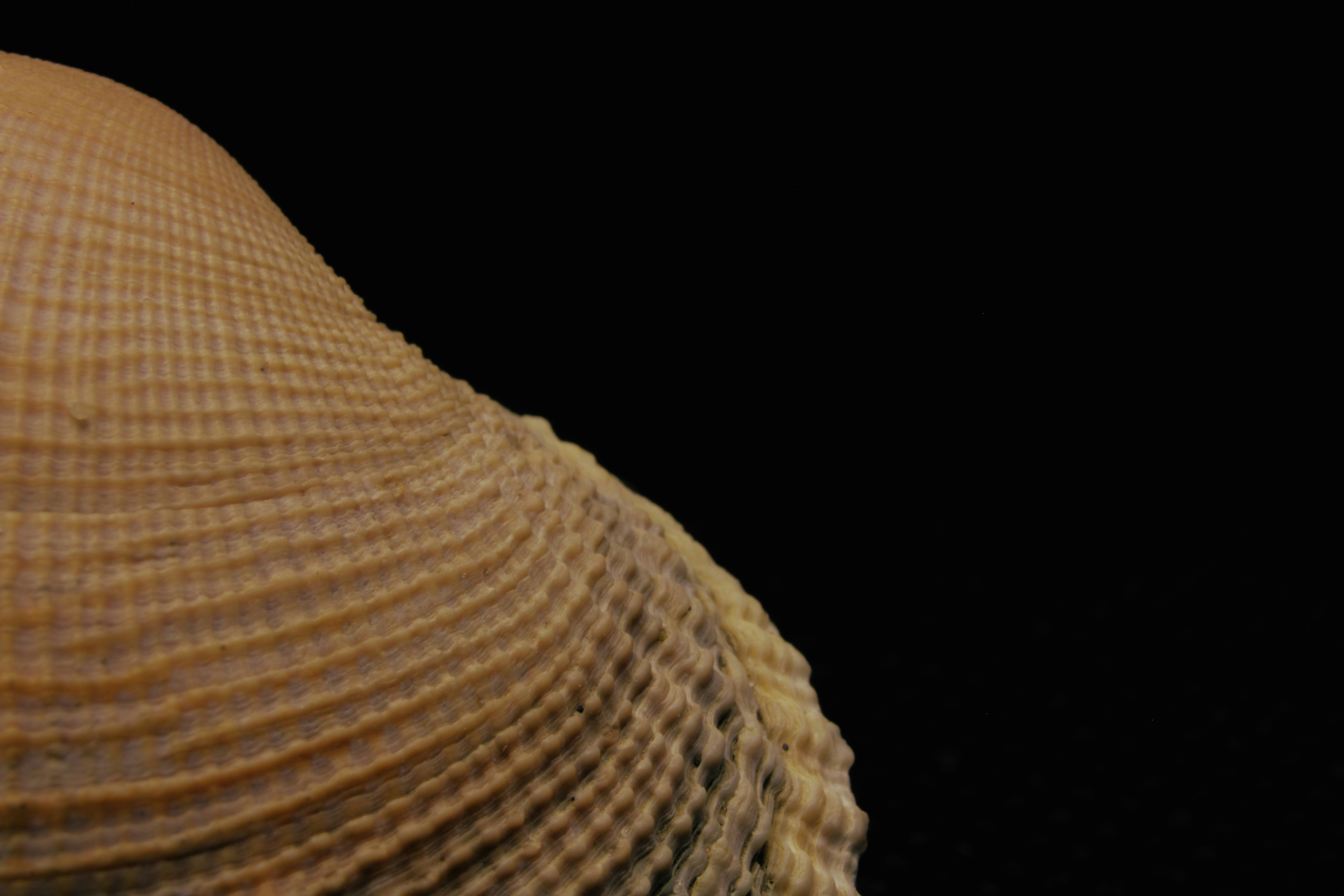 Ridges in Amber: Macro Study of a Seashell against Night