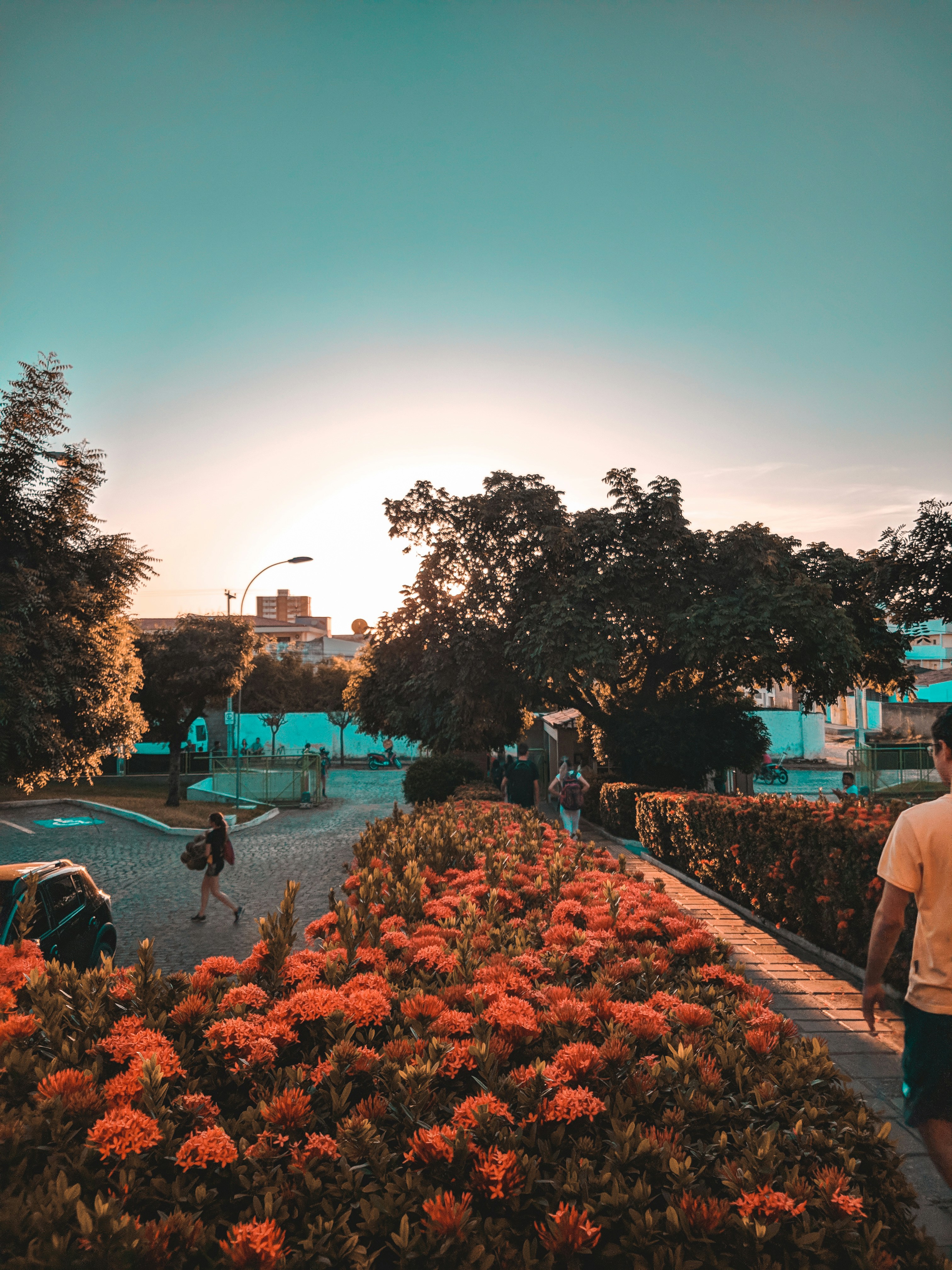 Sunlit Pathway Amid Orange Blooms at Dusk