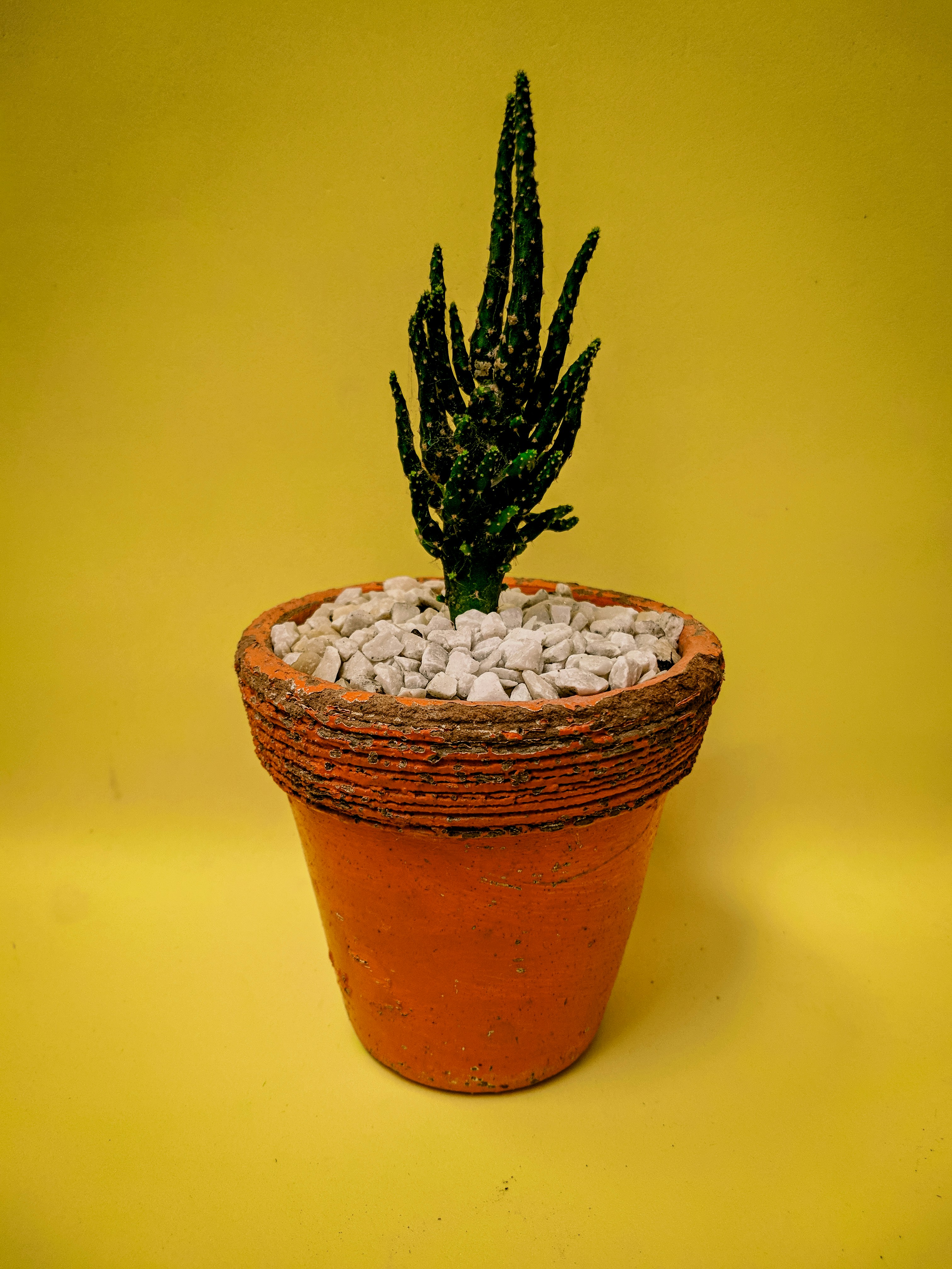 Terracotta pot filled with white pebbles supports a tall green succulent against a bright yellow background.