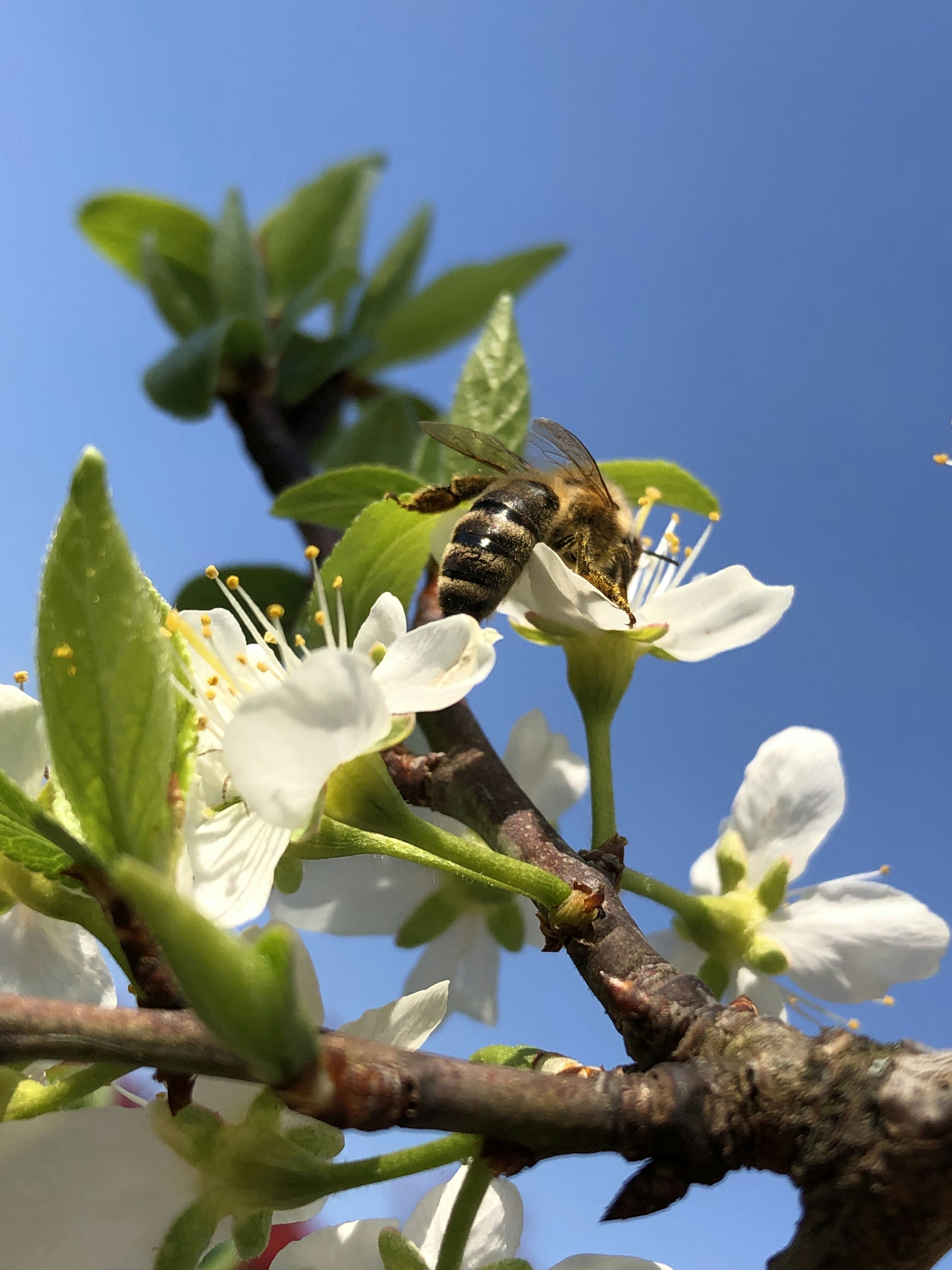 Honeybee collecting nectar from delicate white flowers on a sunny day.