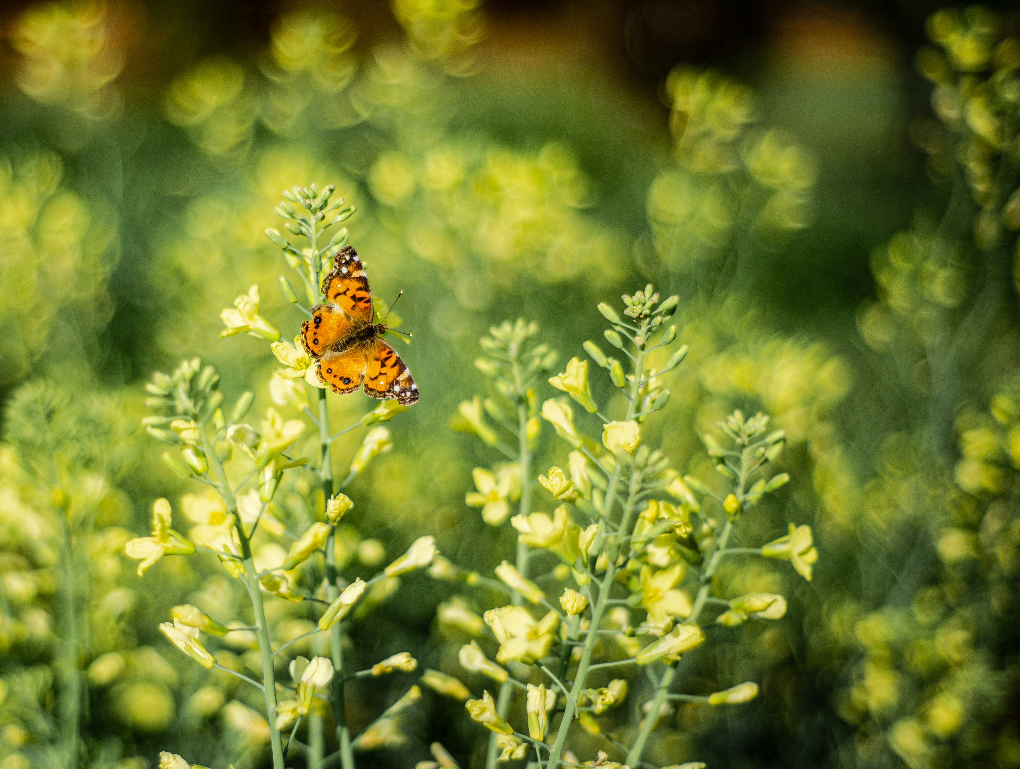 Painted Lady on sun-drenched meadow blooms