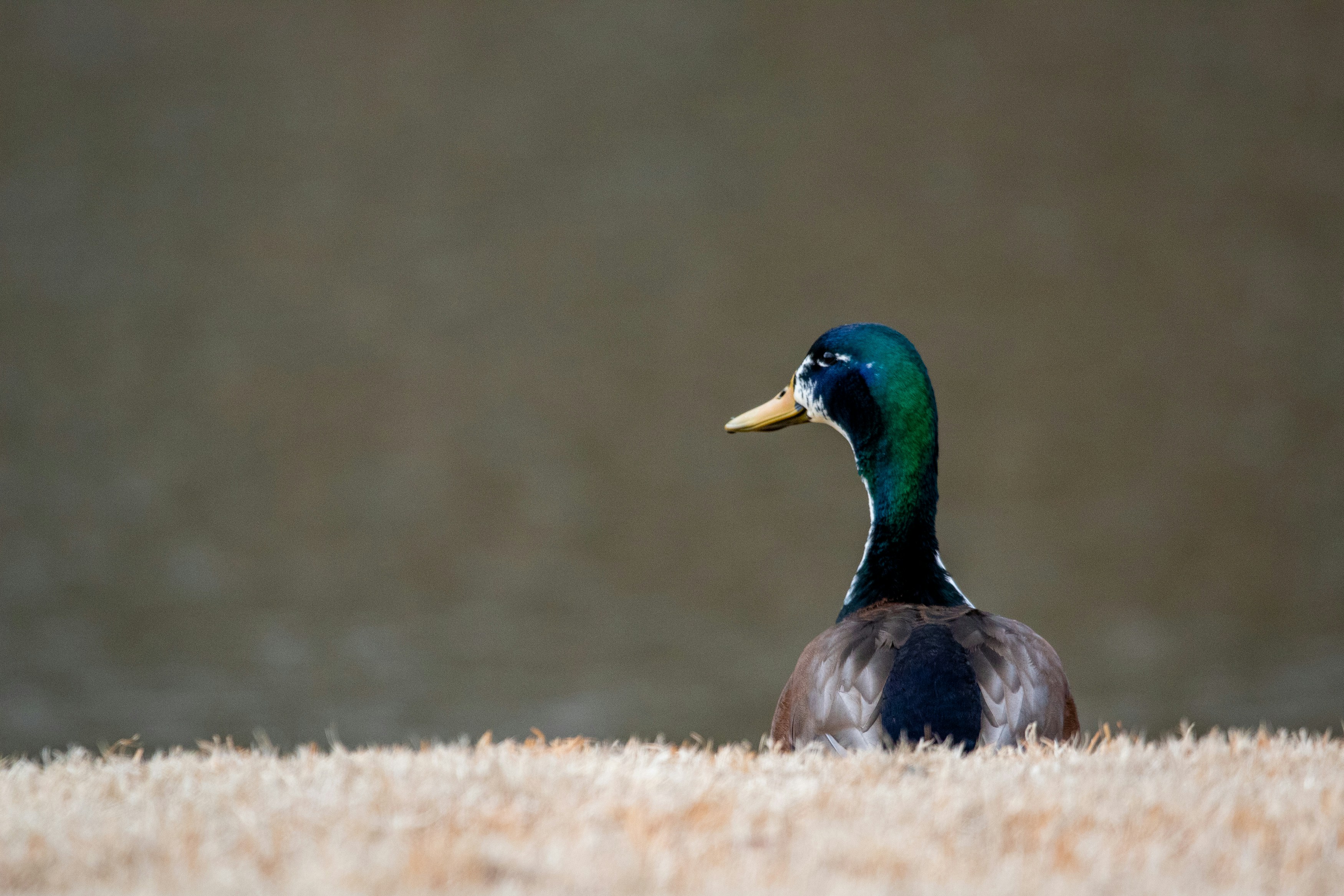 Green-headed Mallard at the Shoreline: Quiet Afternoon by the Pond