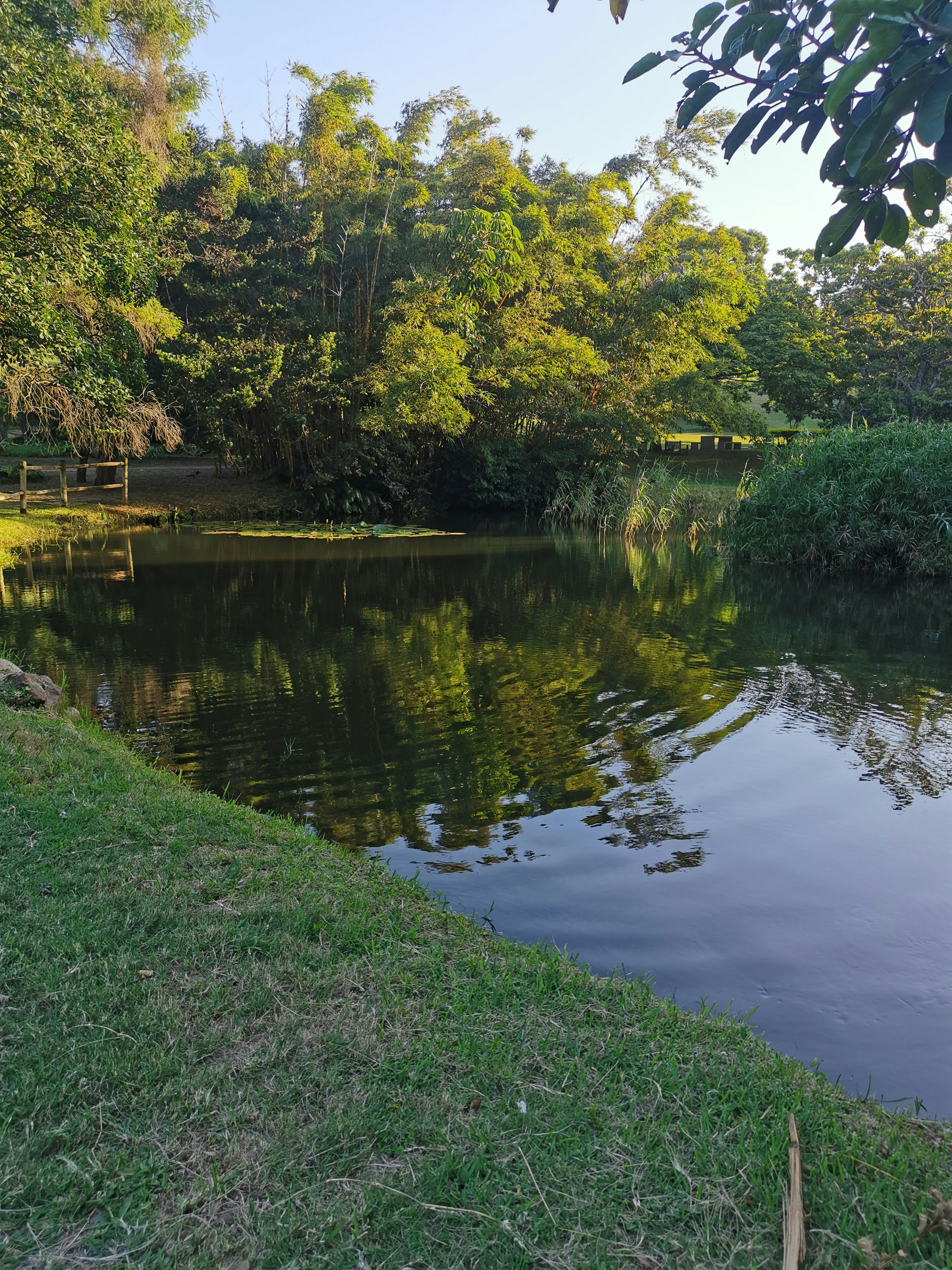 Green grass and trees beside river during daytime photo – Free Durban ...