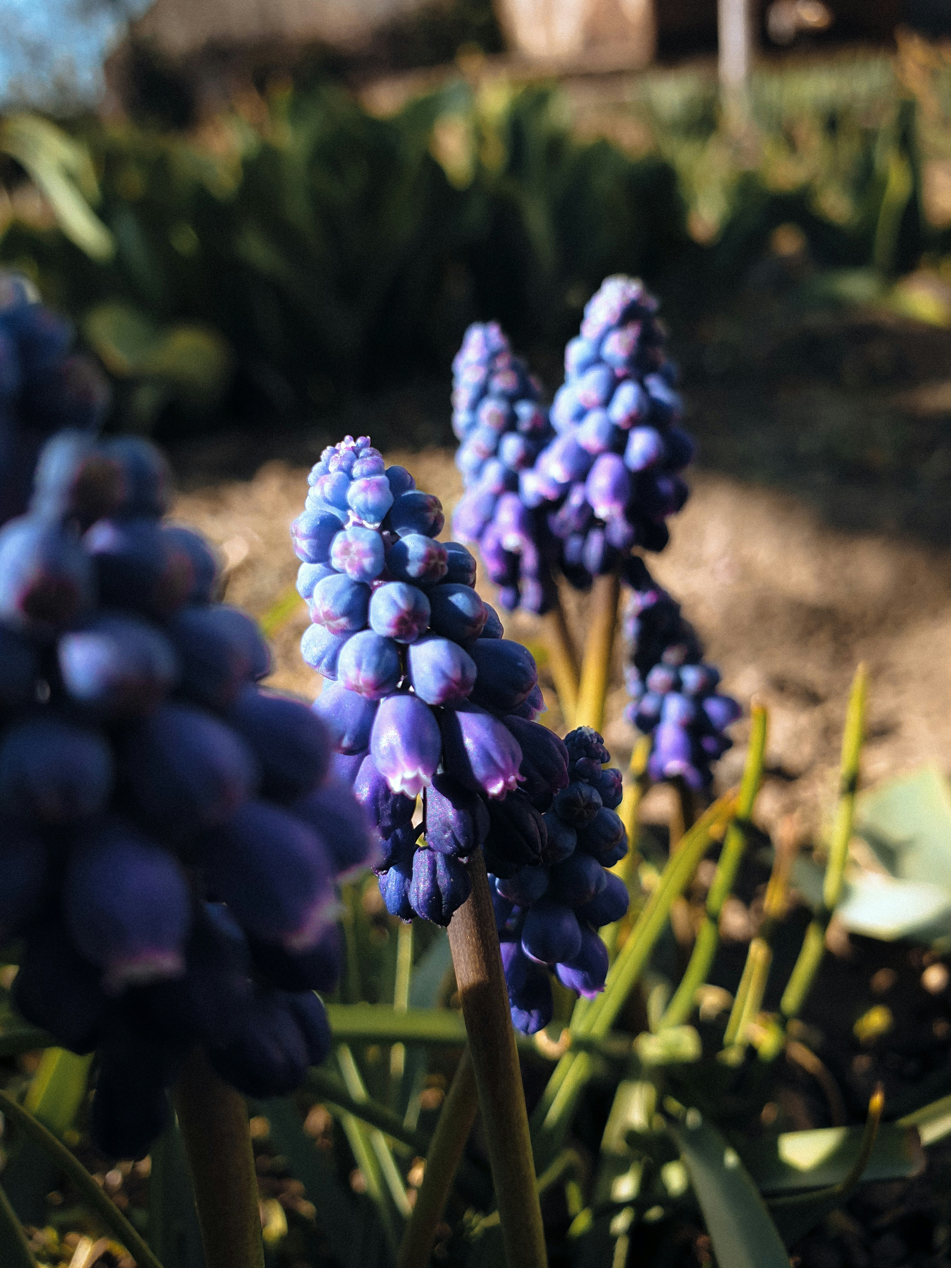 Blue flower buds in tilt shift lens photo – Free Ukraine Image on Unsplash