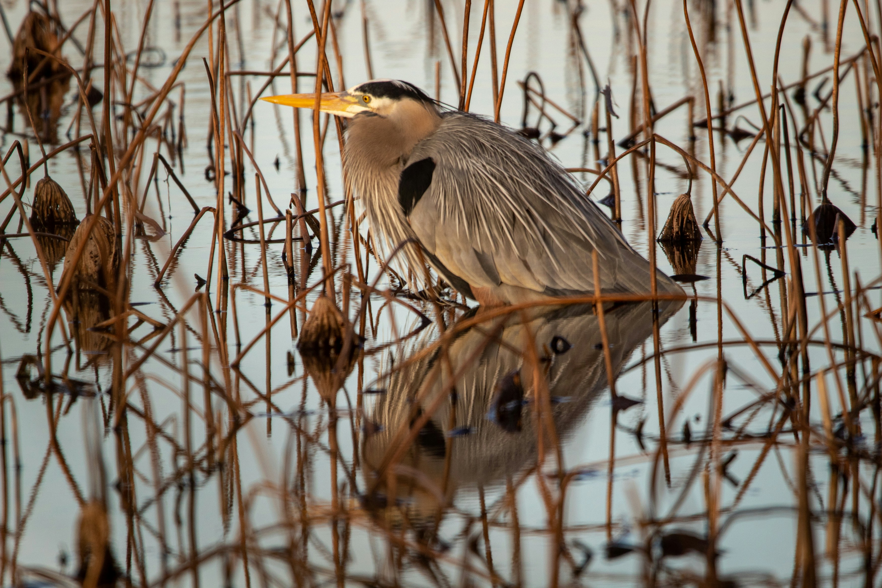 Edge of the Reeds: Great Blue Heron Anchors the Quiet Marsh