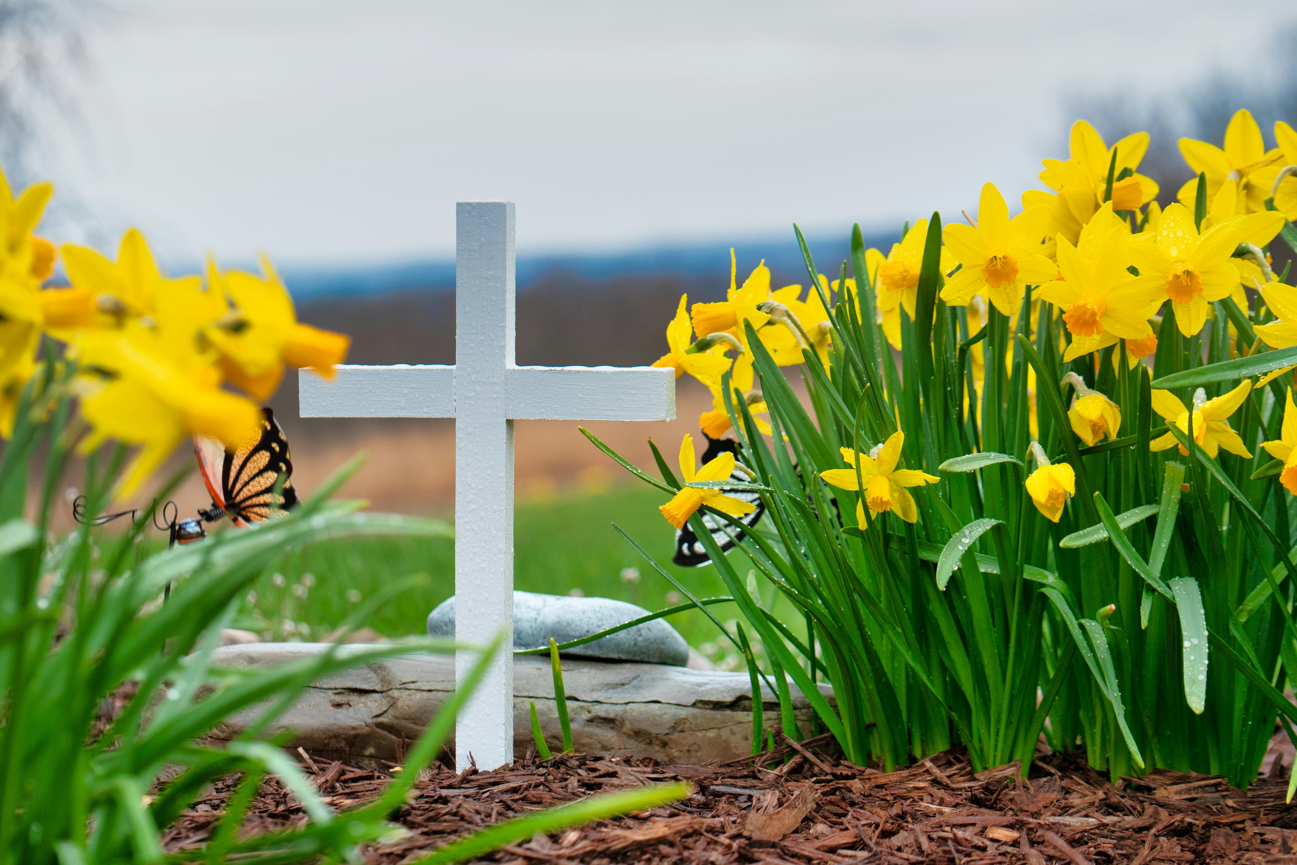 yellow daffodils in bloom during daytime