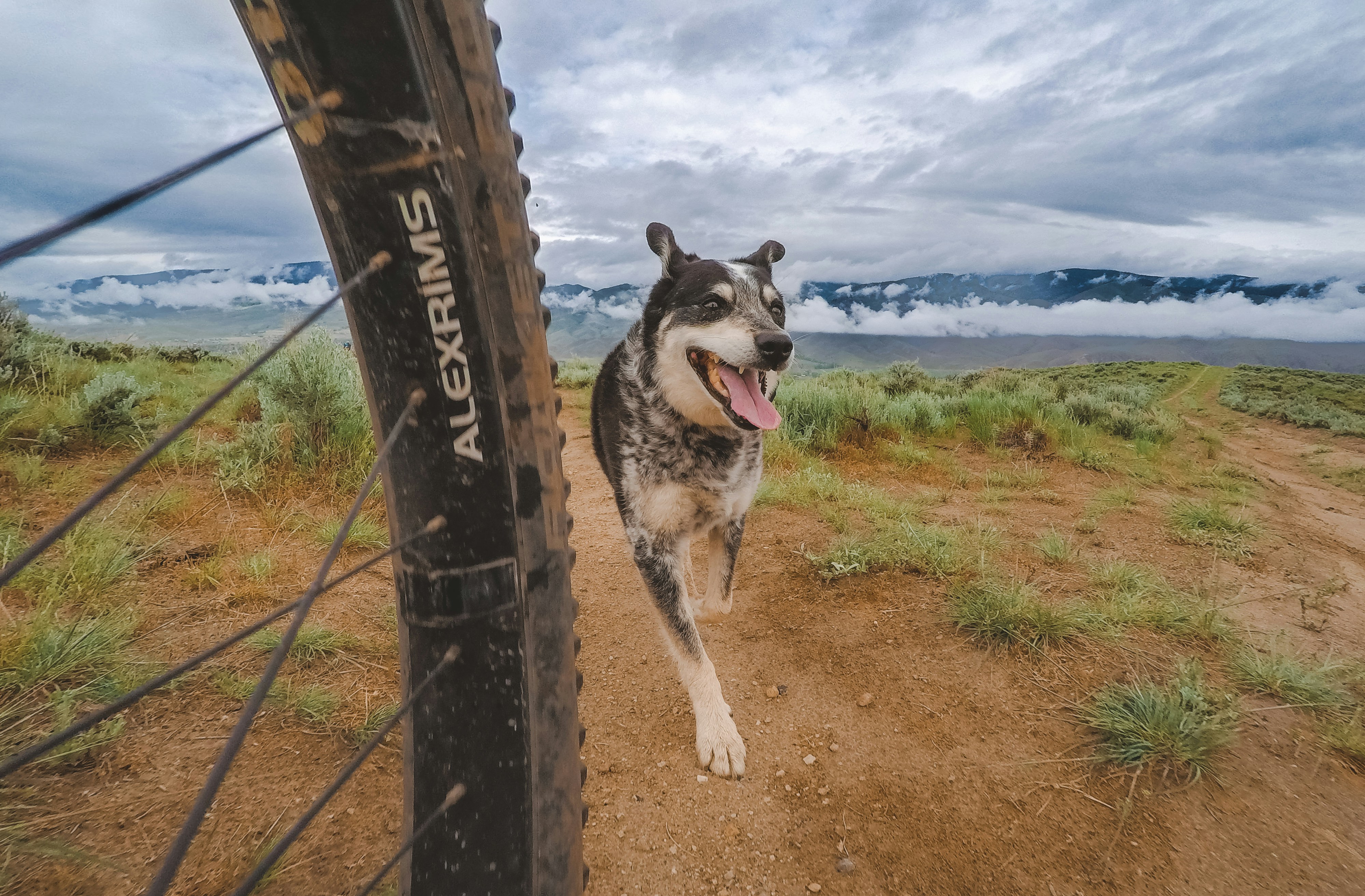 Dust Trail Dash: Husky Sprint Along a Rugged Open Trail Beside a Spoked Wheel