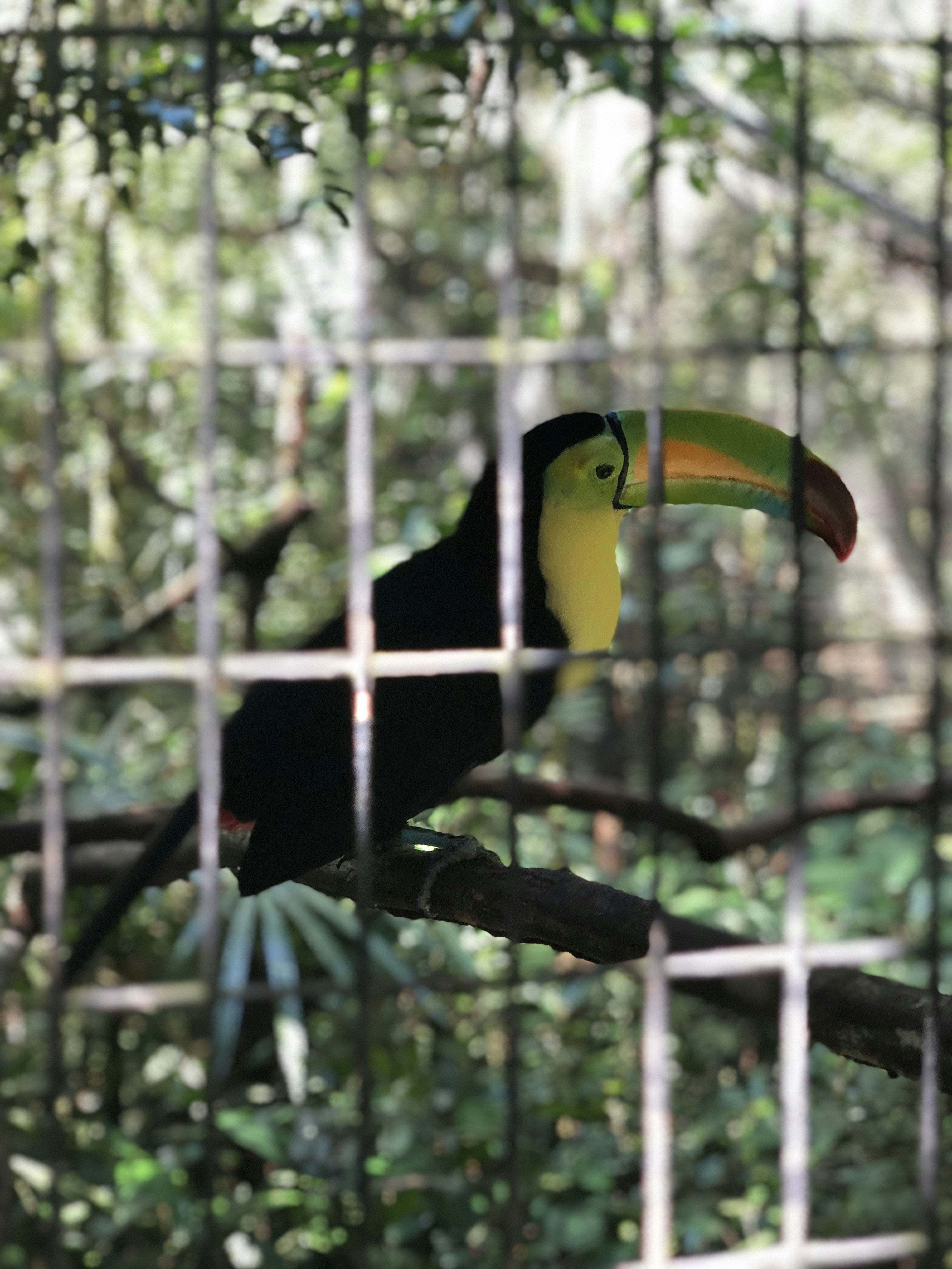Toco Toucan Framed by Grids and Greenery