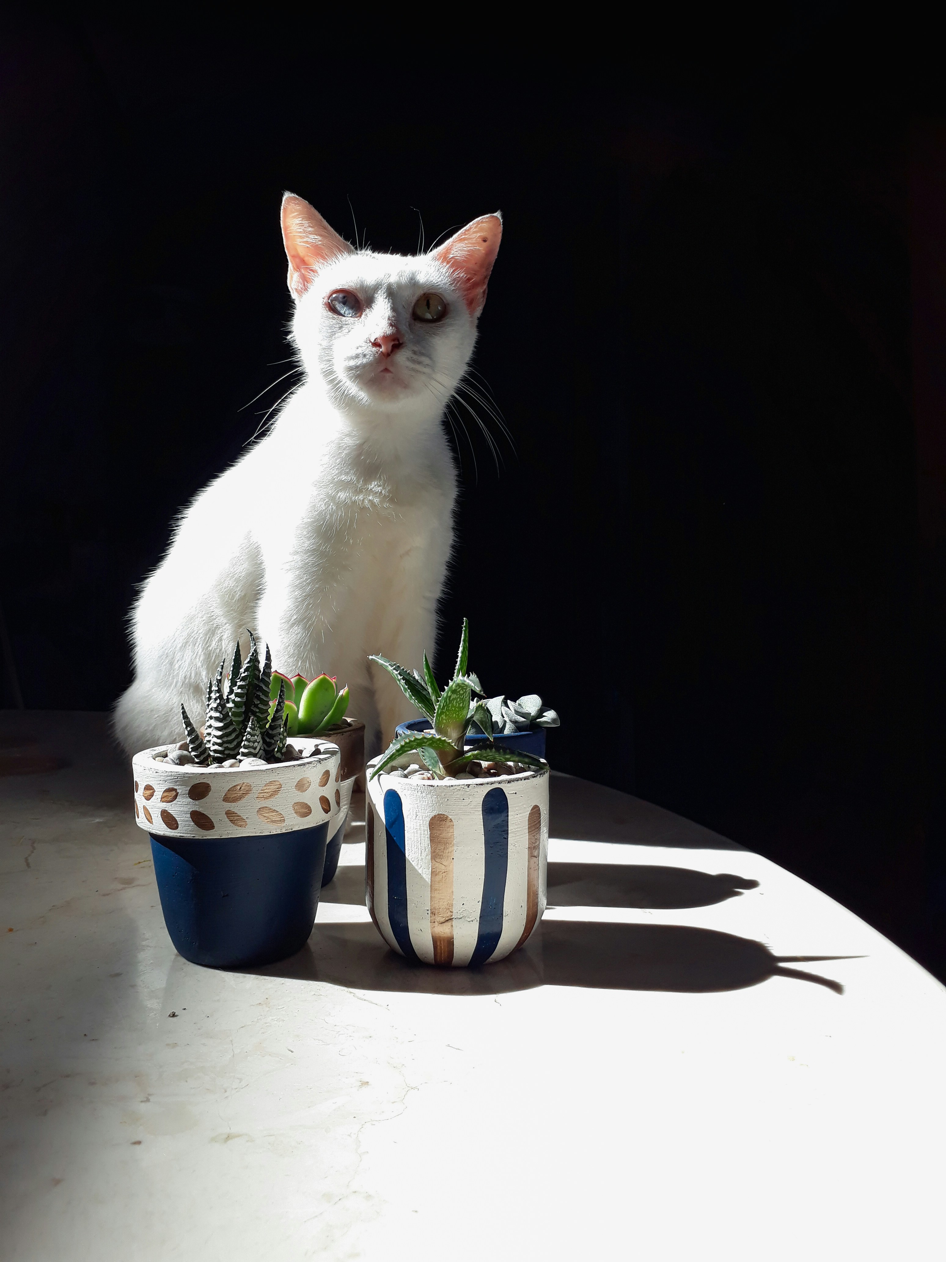 A white cat perched beside two small potted plants, basking in sunlight against a dark background.