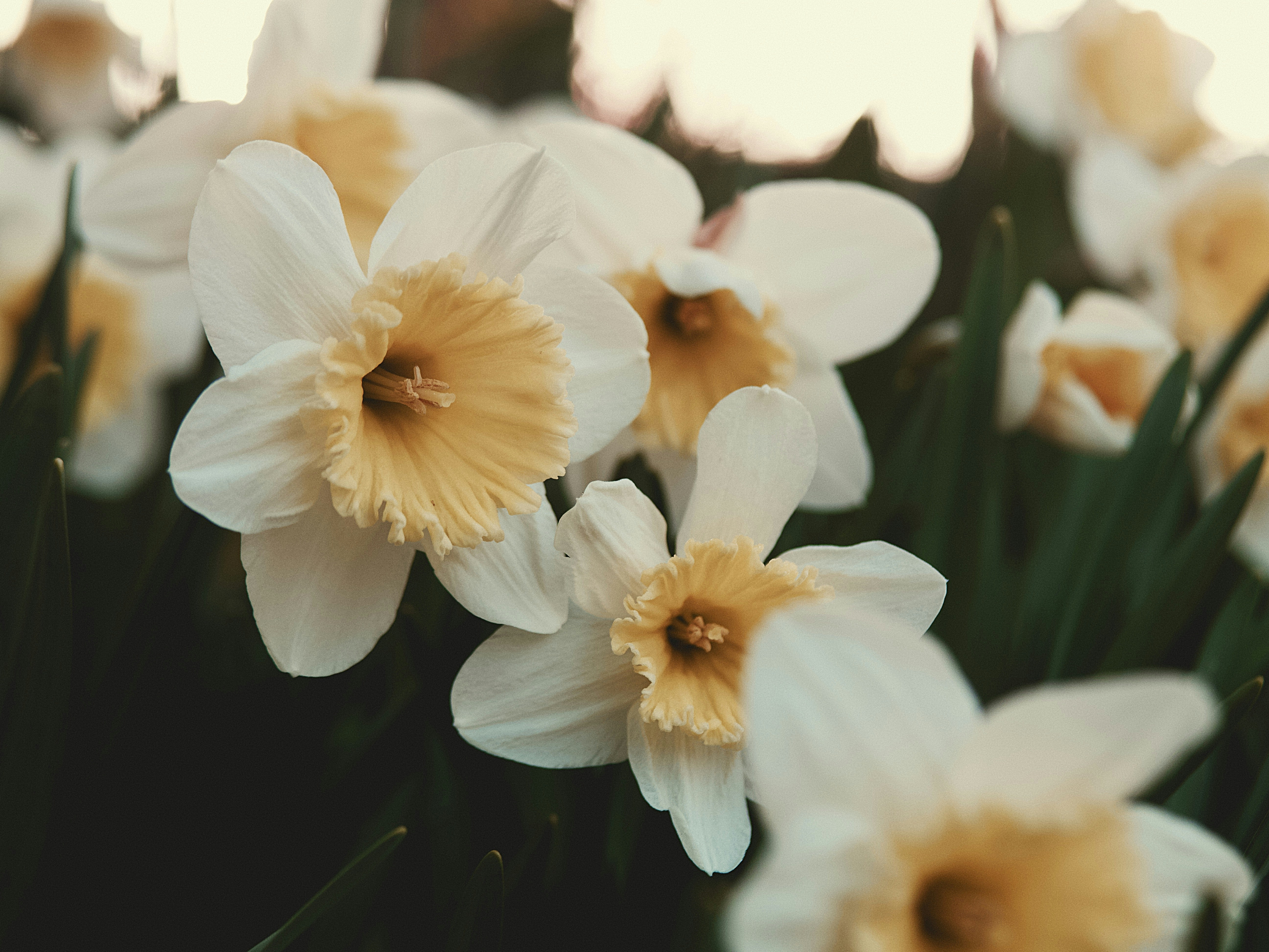 Delicate daffodils with creamy white petals and vibrant yellow centers emerge from lush green foliage, signaling the arrival of spring.