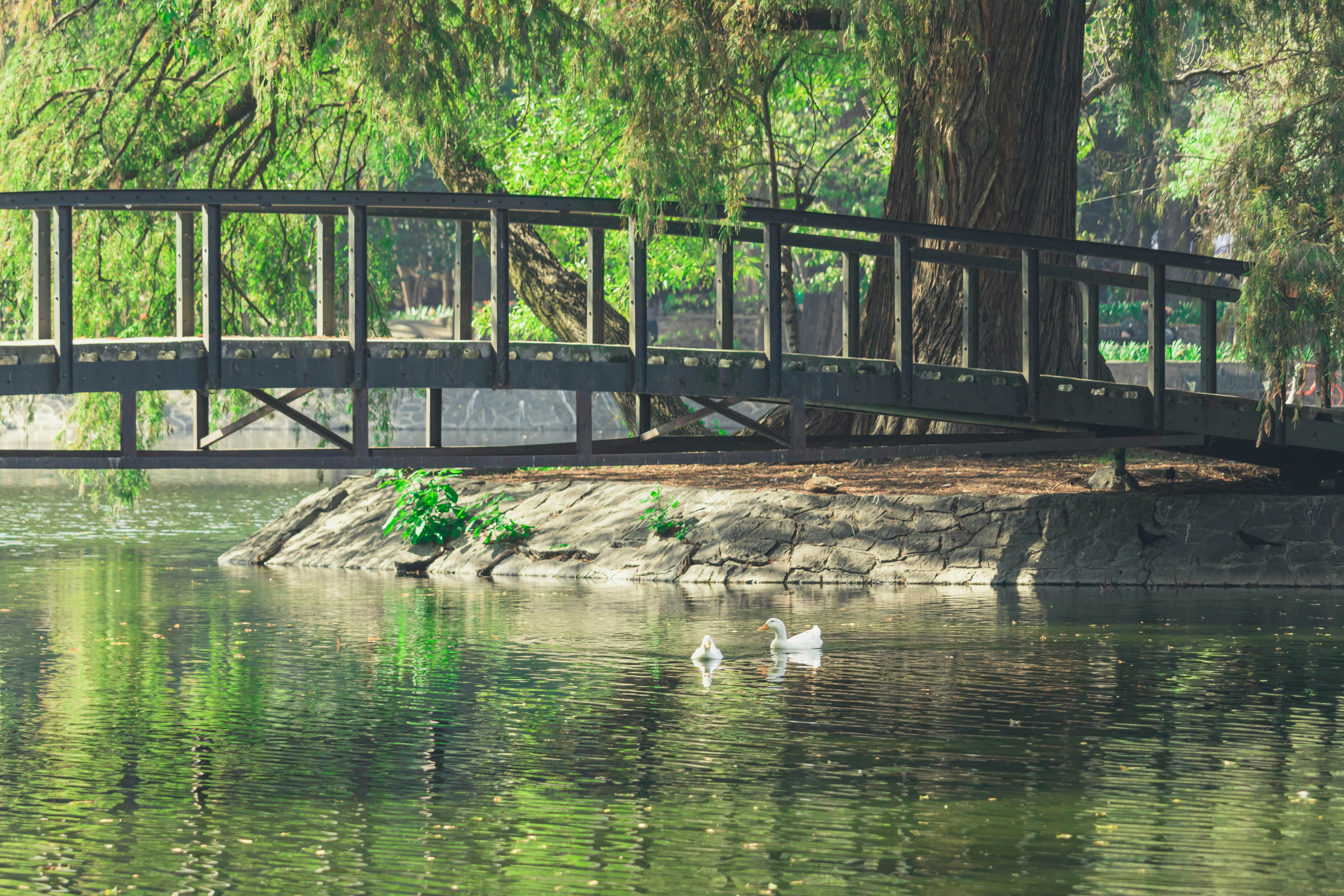 Wooden footbridge spans a serene pond with ducks gliding beneath, surrounded by lush greenery.