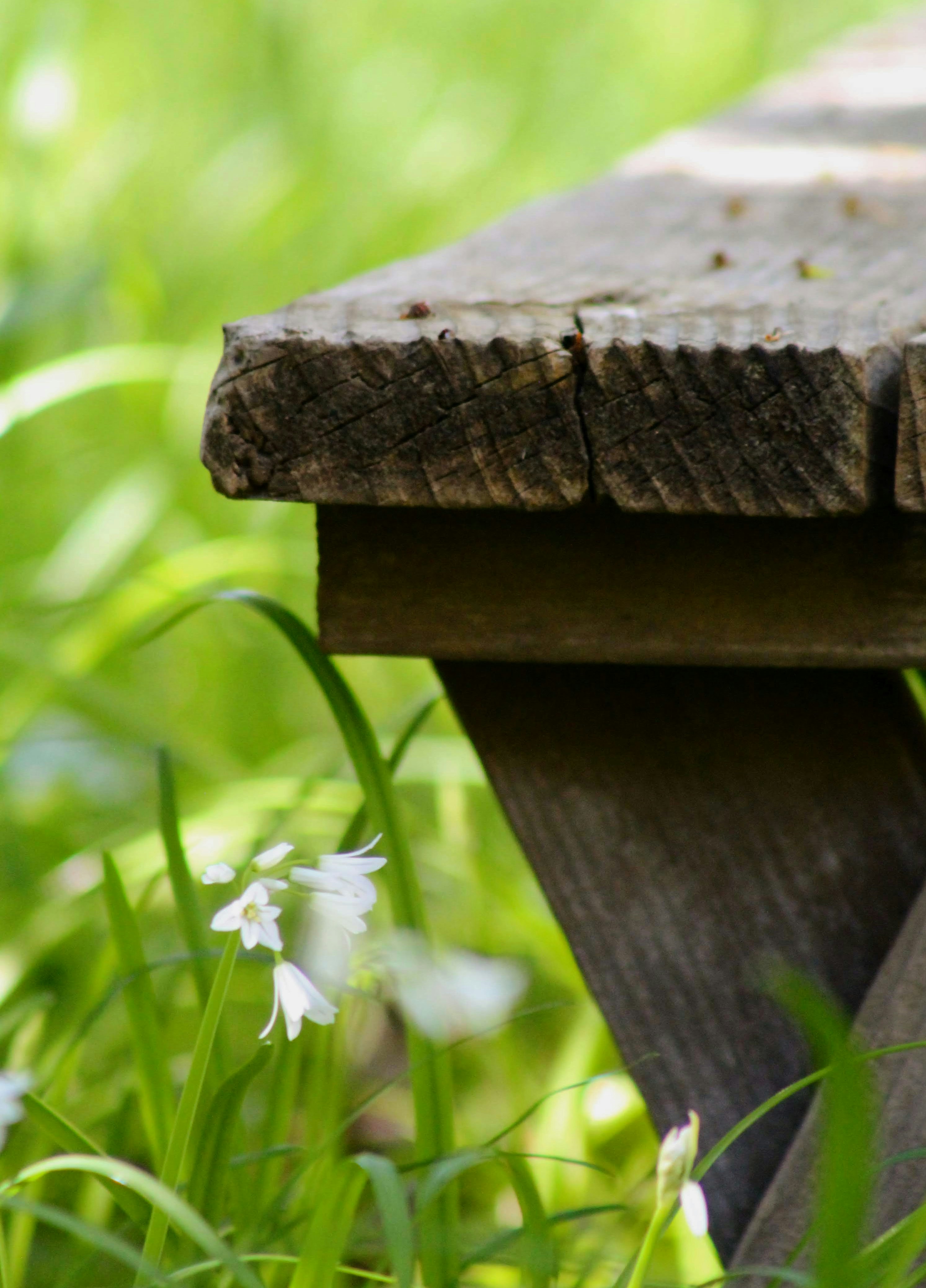 Edge of a Weathered Bench: Sunlit Meadow and White Blooms