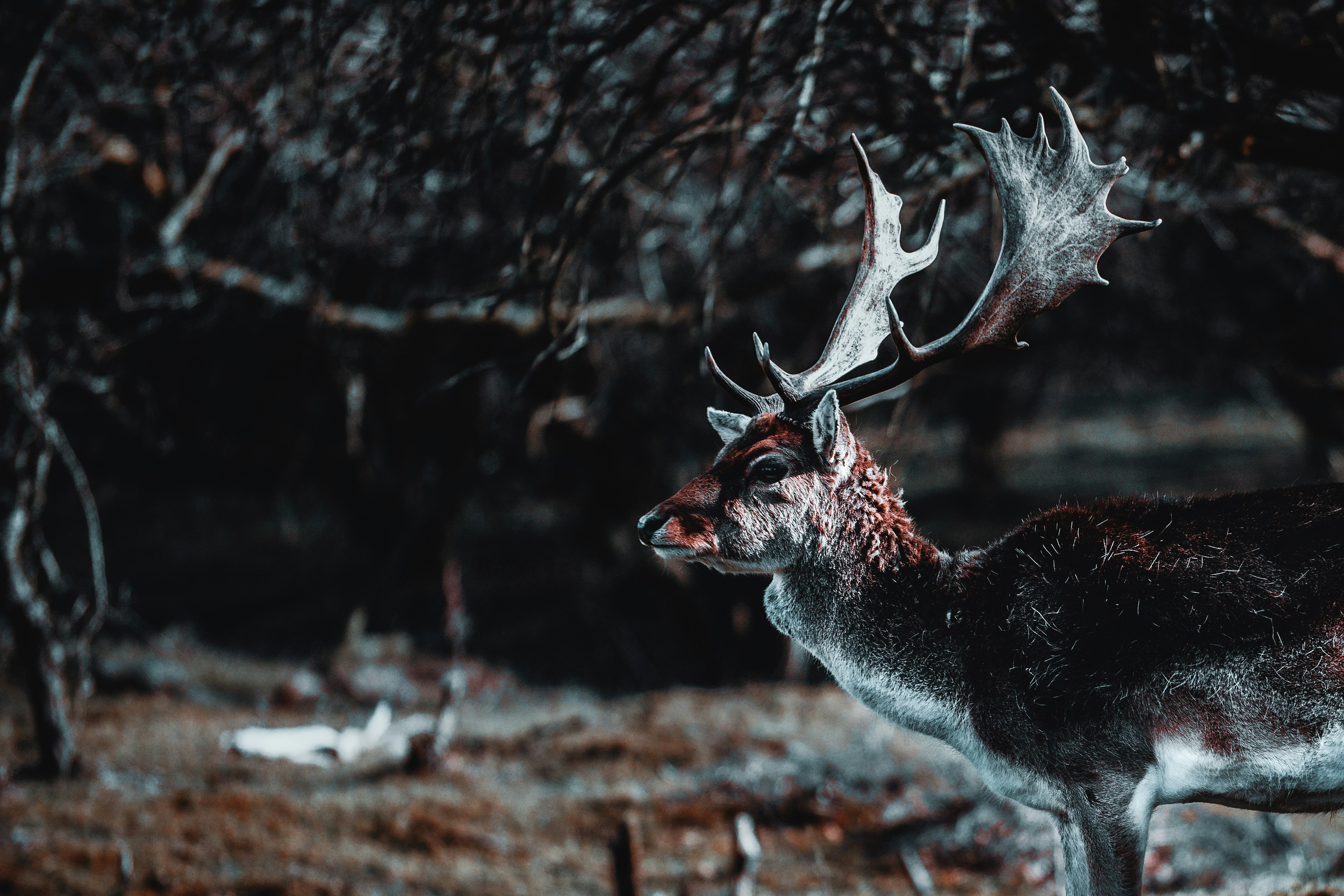 Hert Pictures | Download Free Images on Unsplash