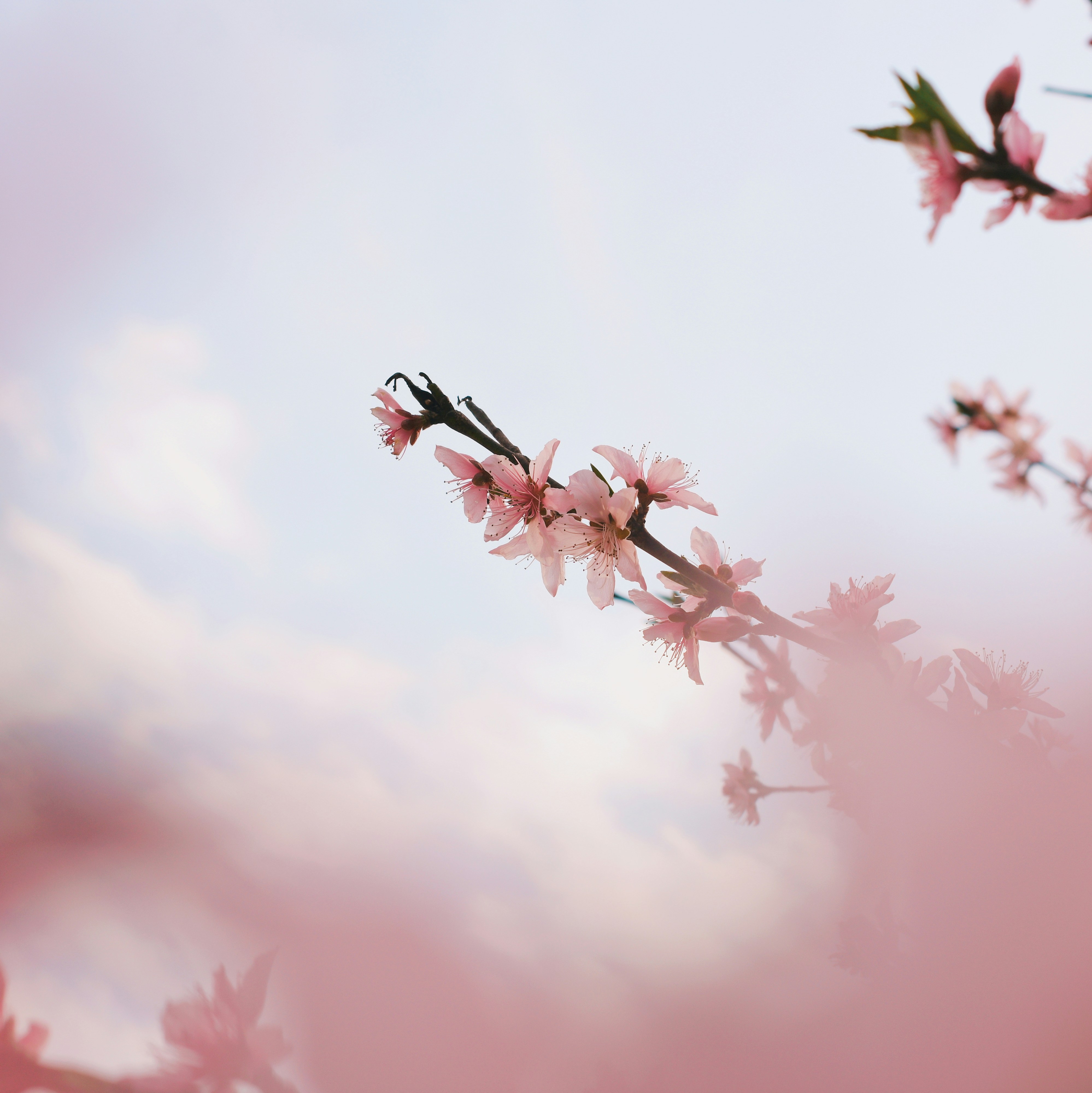 black and white bird flying over red flower