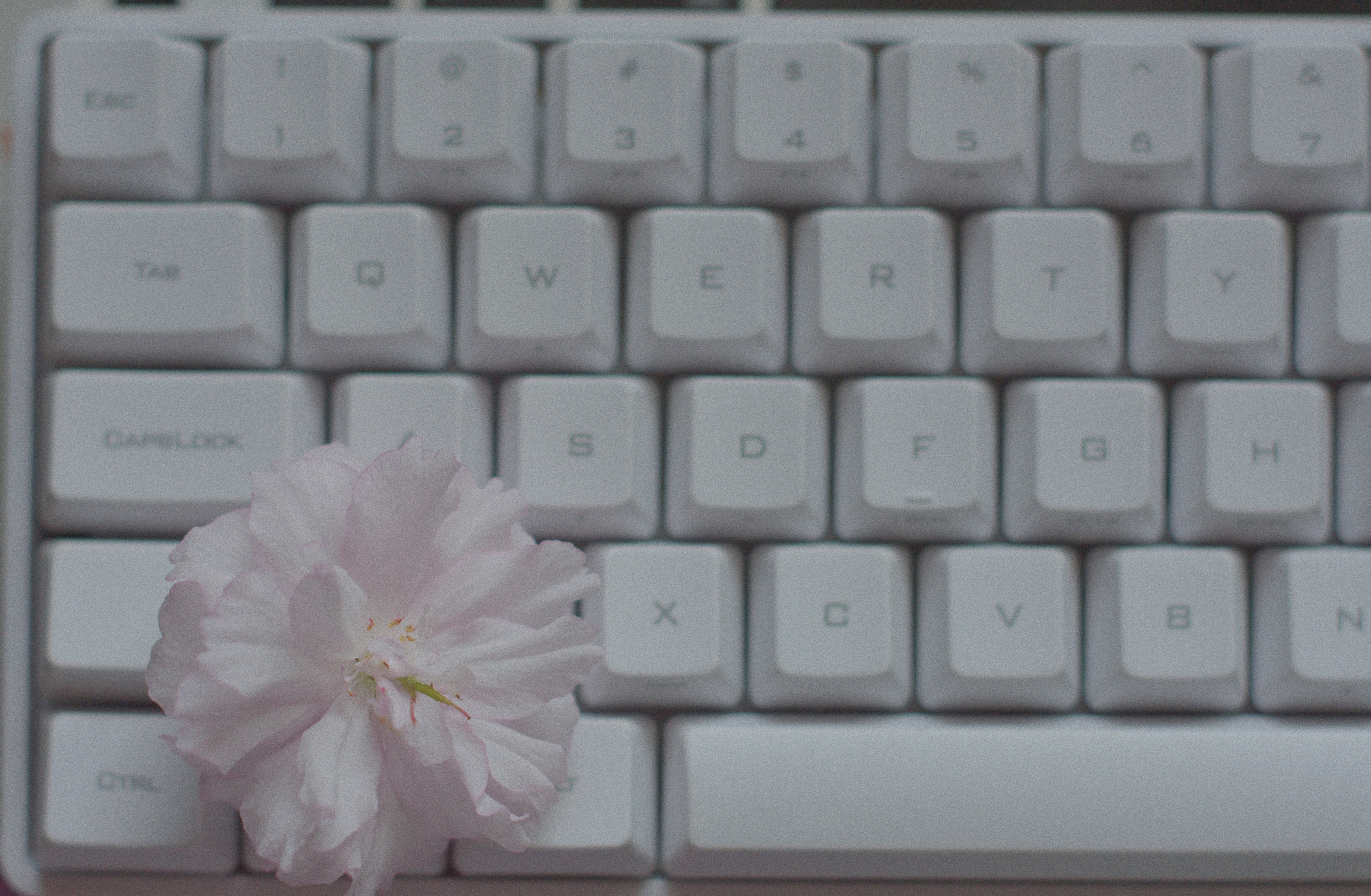 Petal on the Keys: a soft bloom resting on a white keyboard