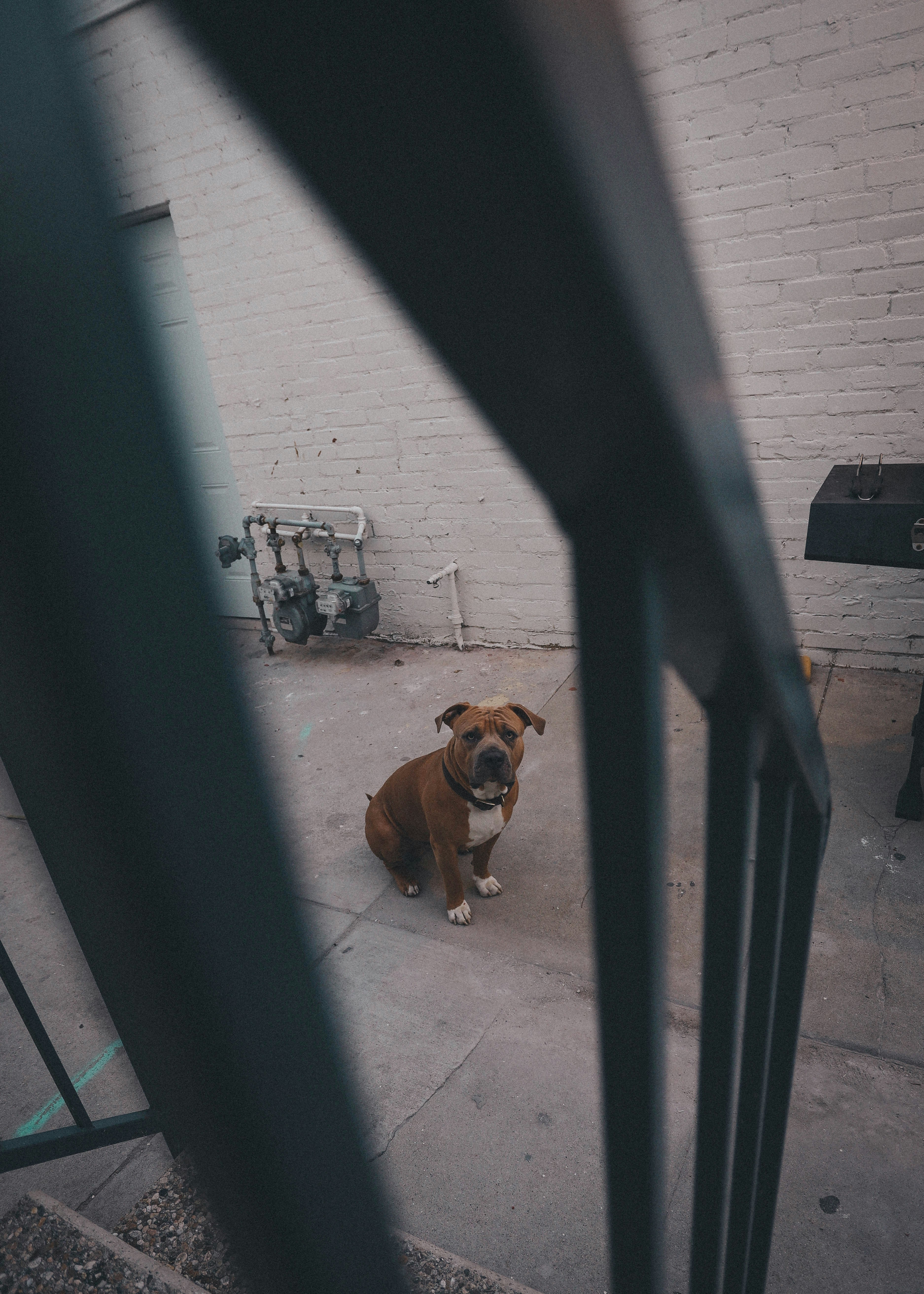 brown and white short coated dog standing on black metal fence