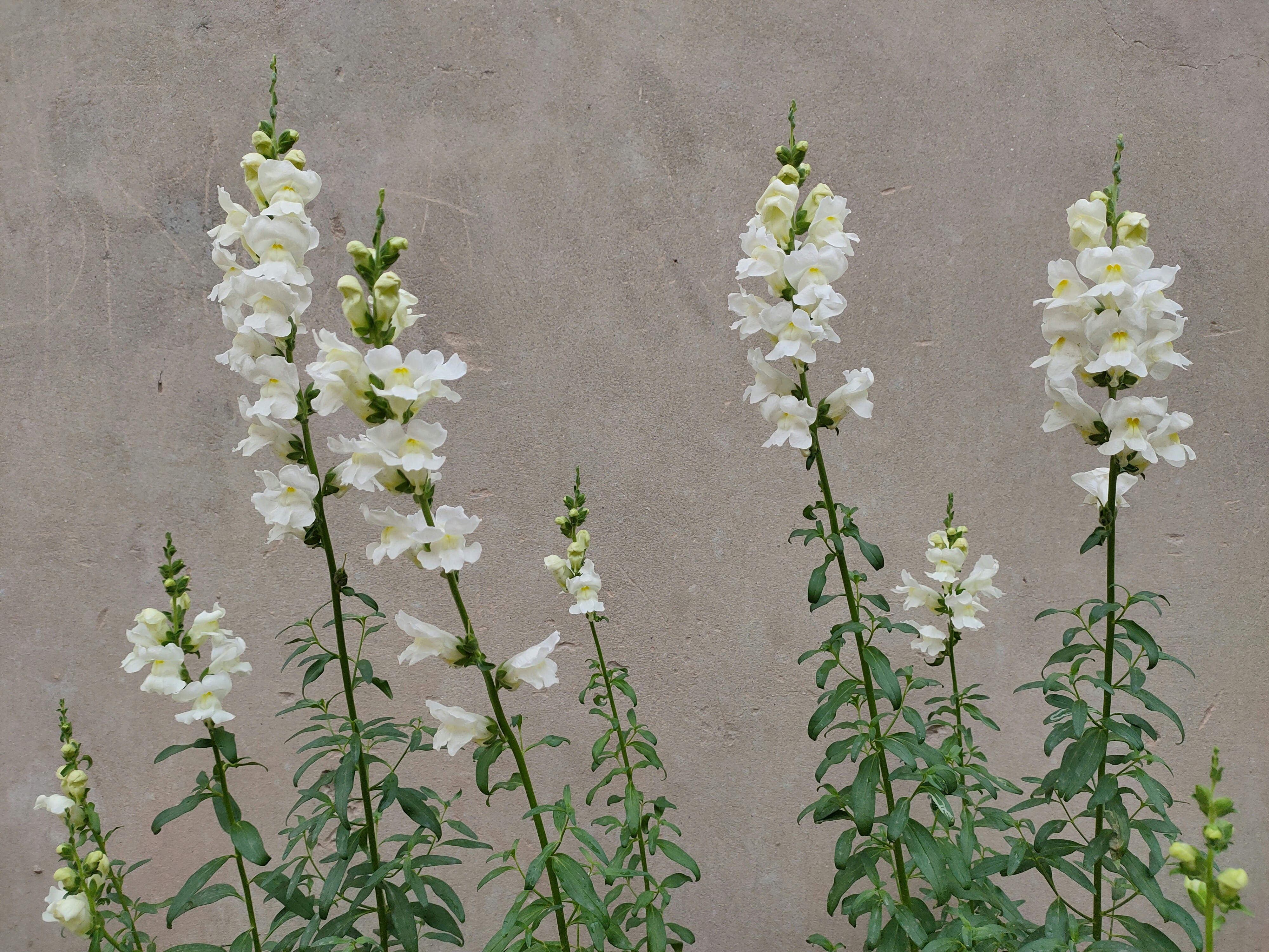 Tall white flowers with green stems set against a muted stone background.