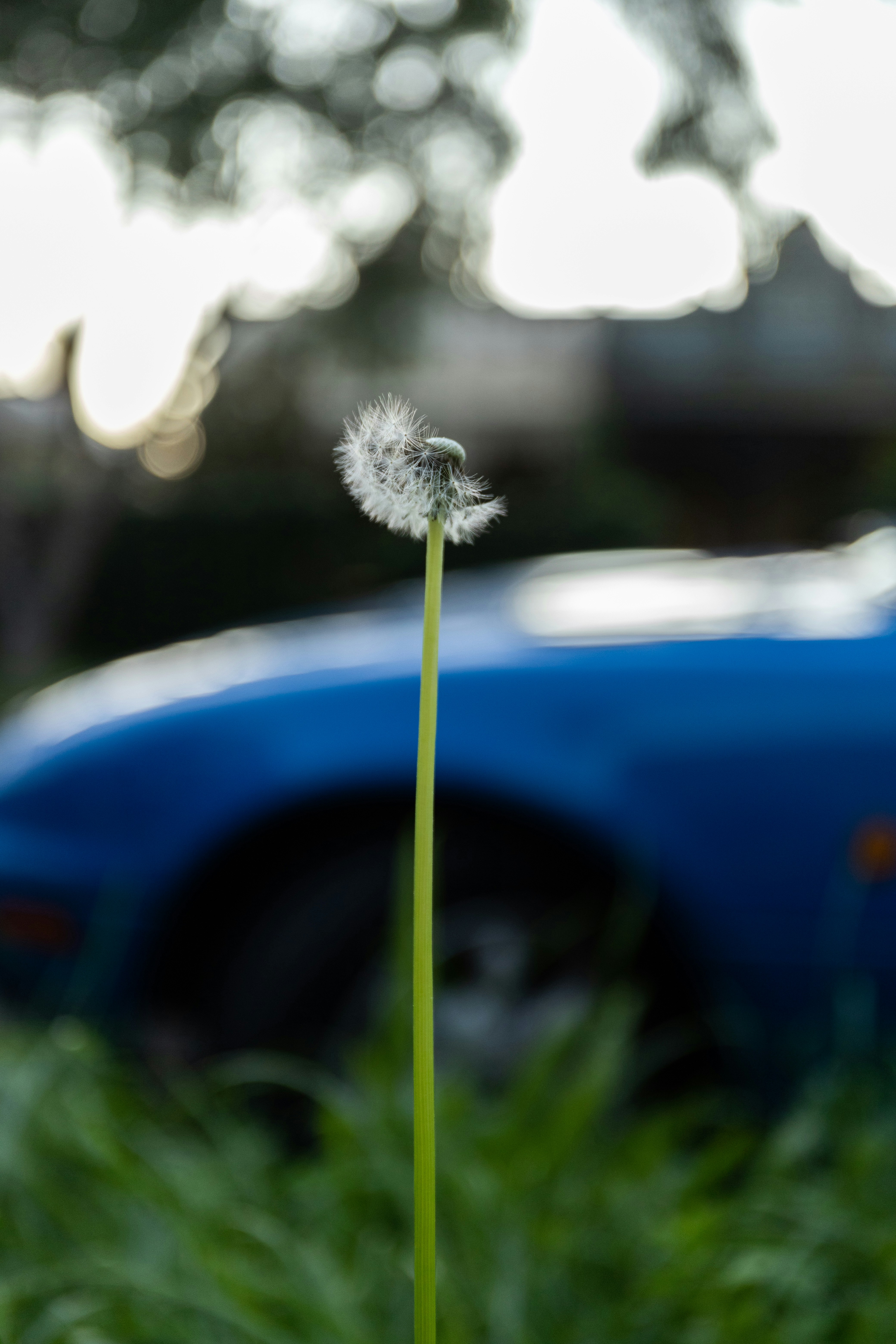 White dandelion in blue plastic container photo – Free Plant Image on ...