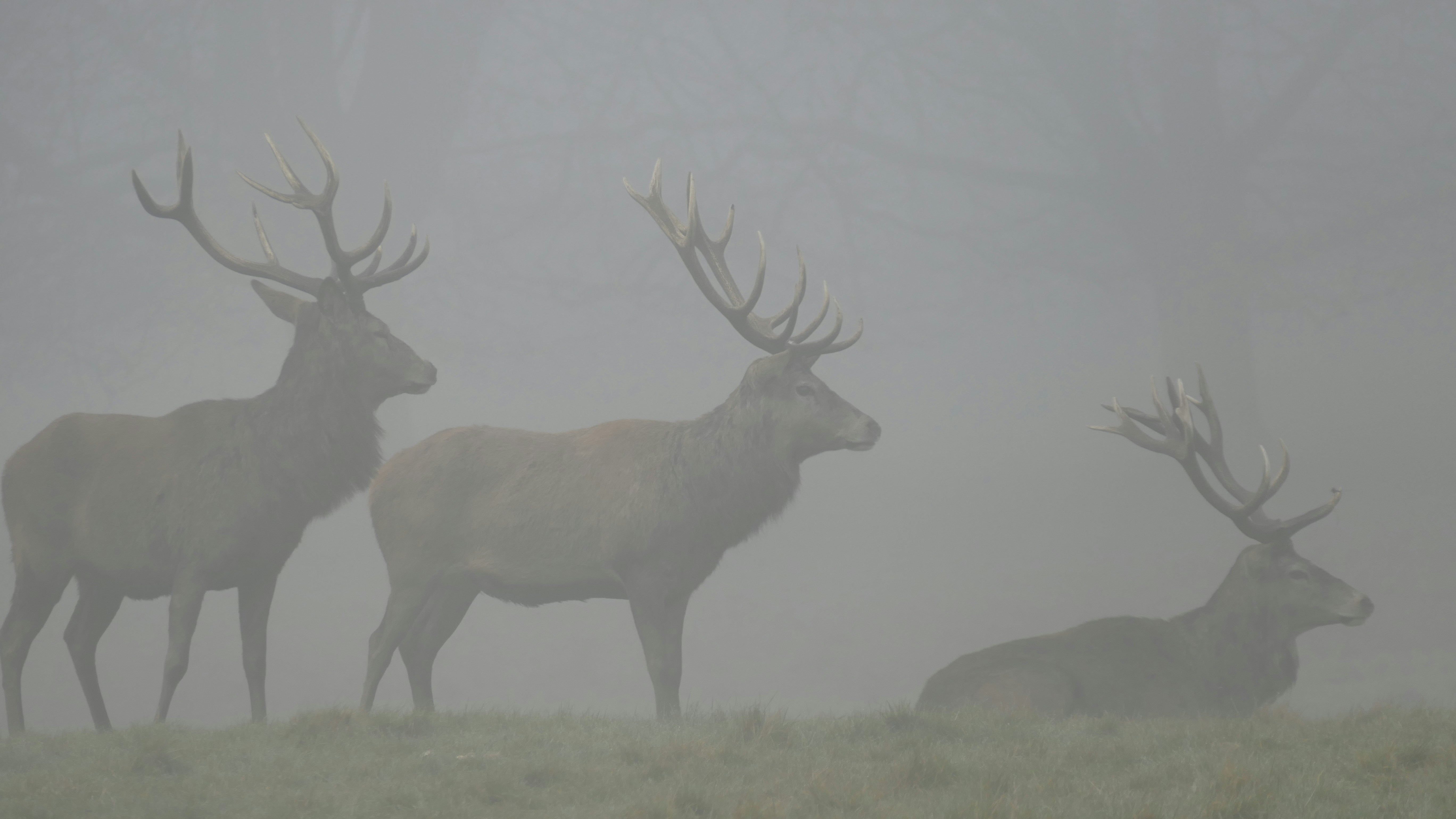 Three majestic stags stand shrouded in fog, their silhouettes barely visible against the ethereal backdrop. The scene evokes a sense of tranquility and mystery.
