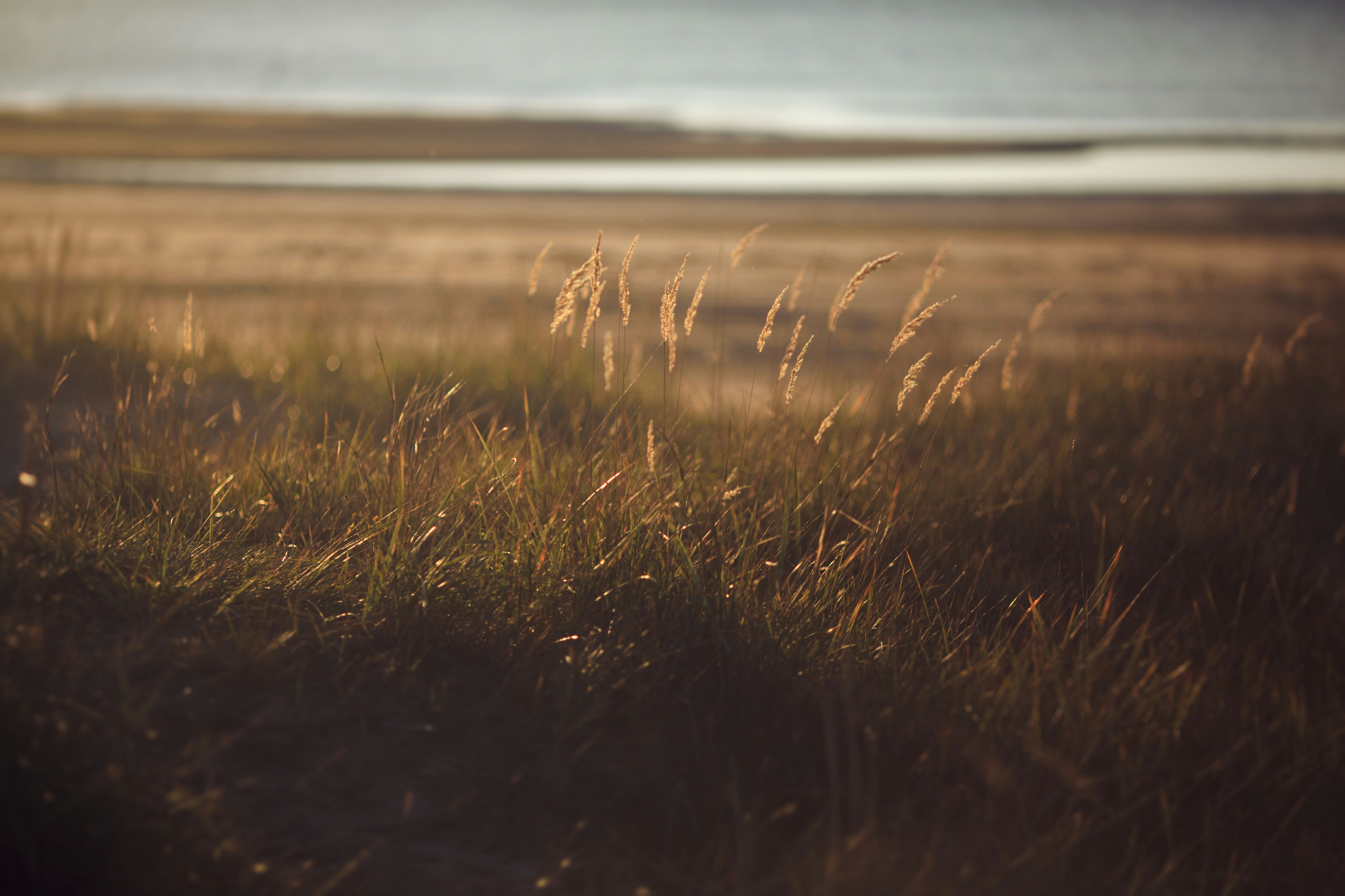 Golden grass swaying gently in the breeze along a tranquil beach at sunset.