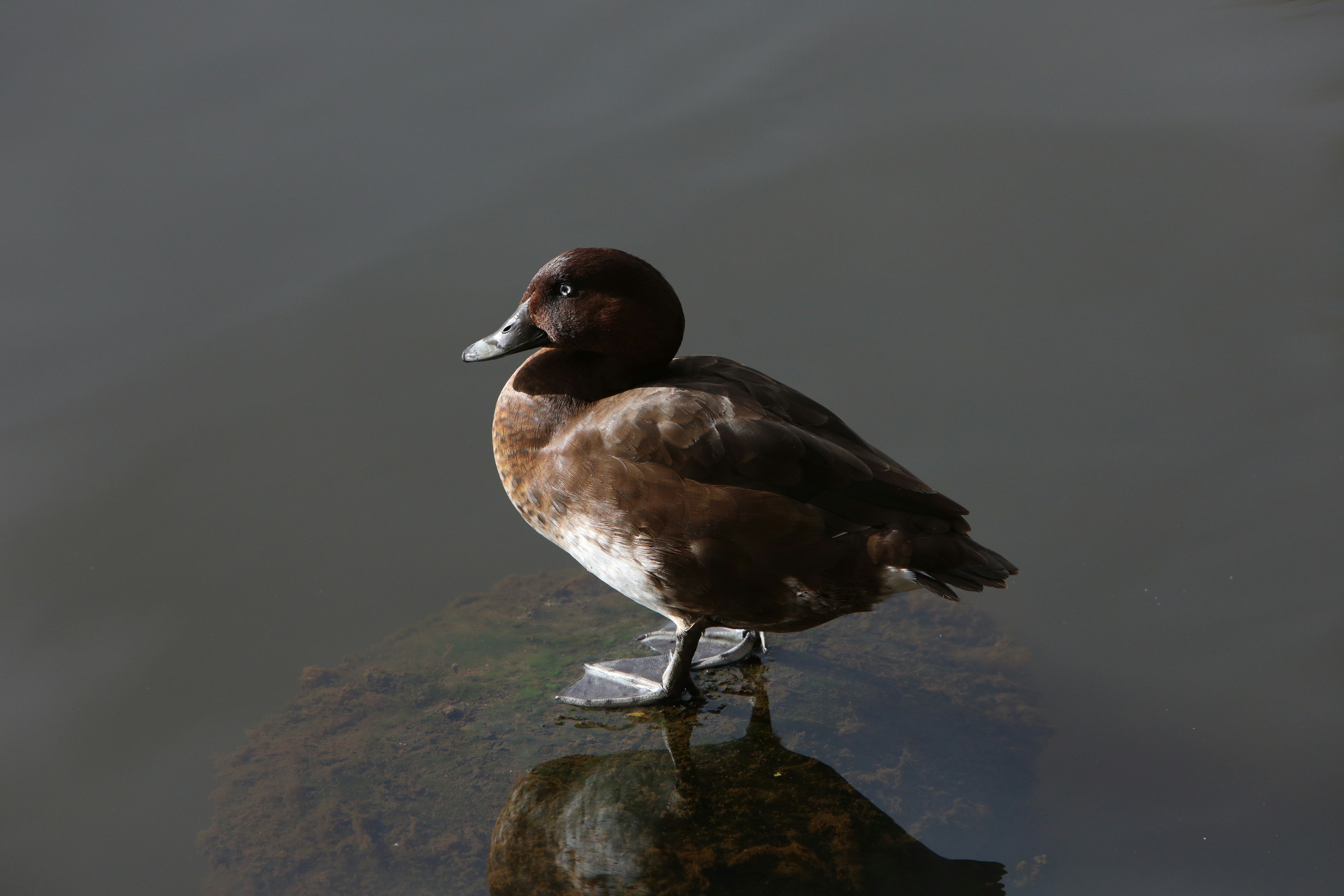 Brown Duck on a Mossy Rock: Quiet Reflection by Still Water