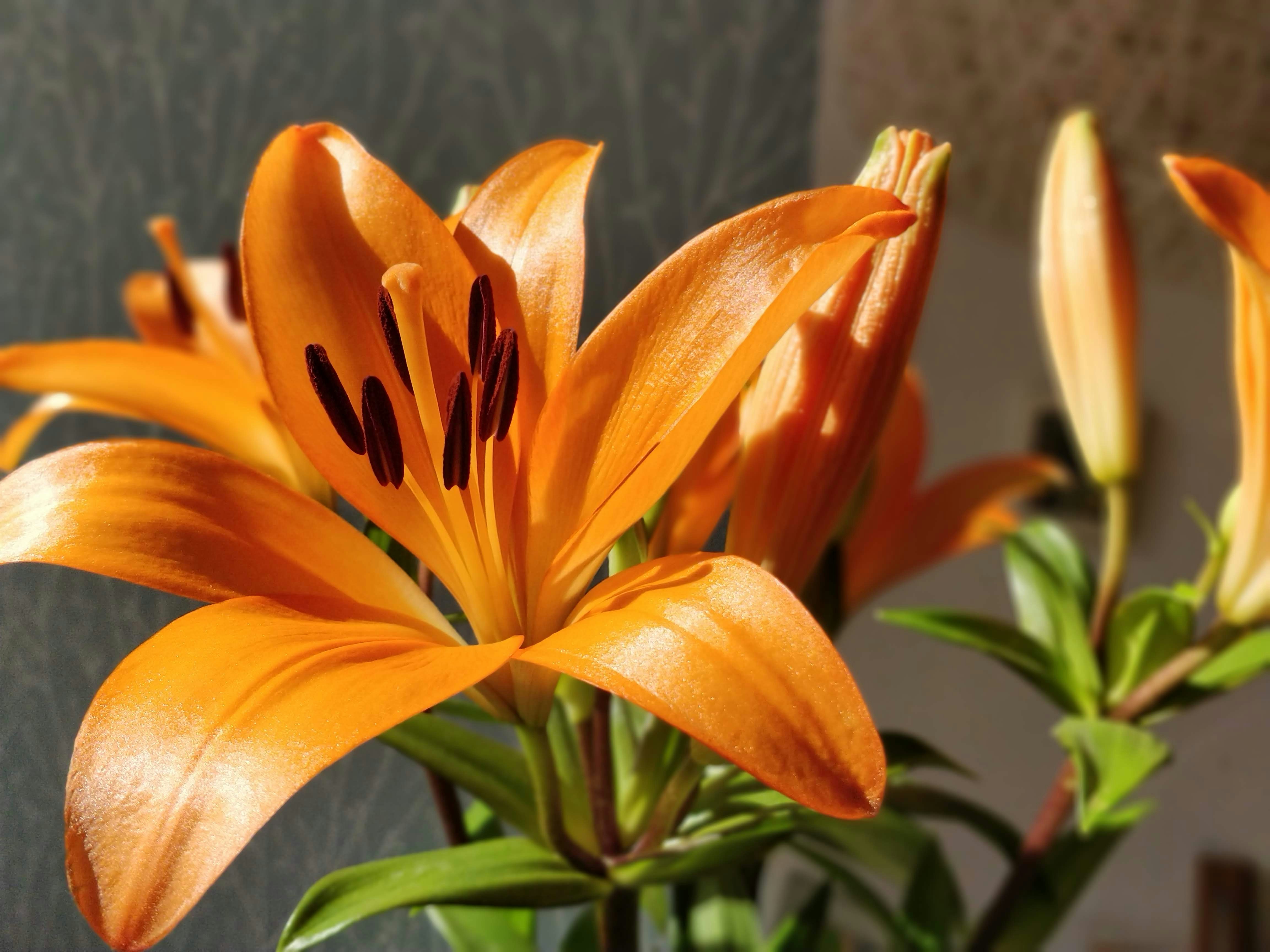 Macro photograph of a vivid orange lily with dark stamens, capturing petal texture and rich color against a softly blurred background.