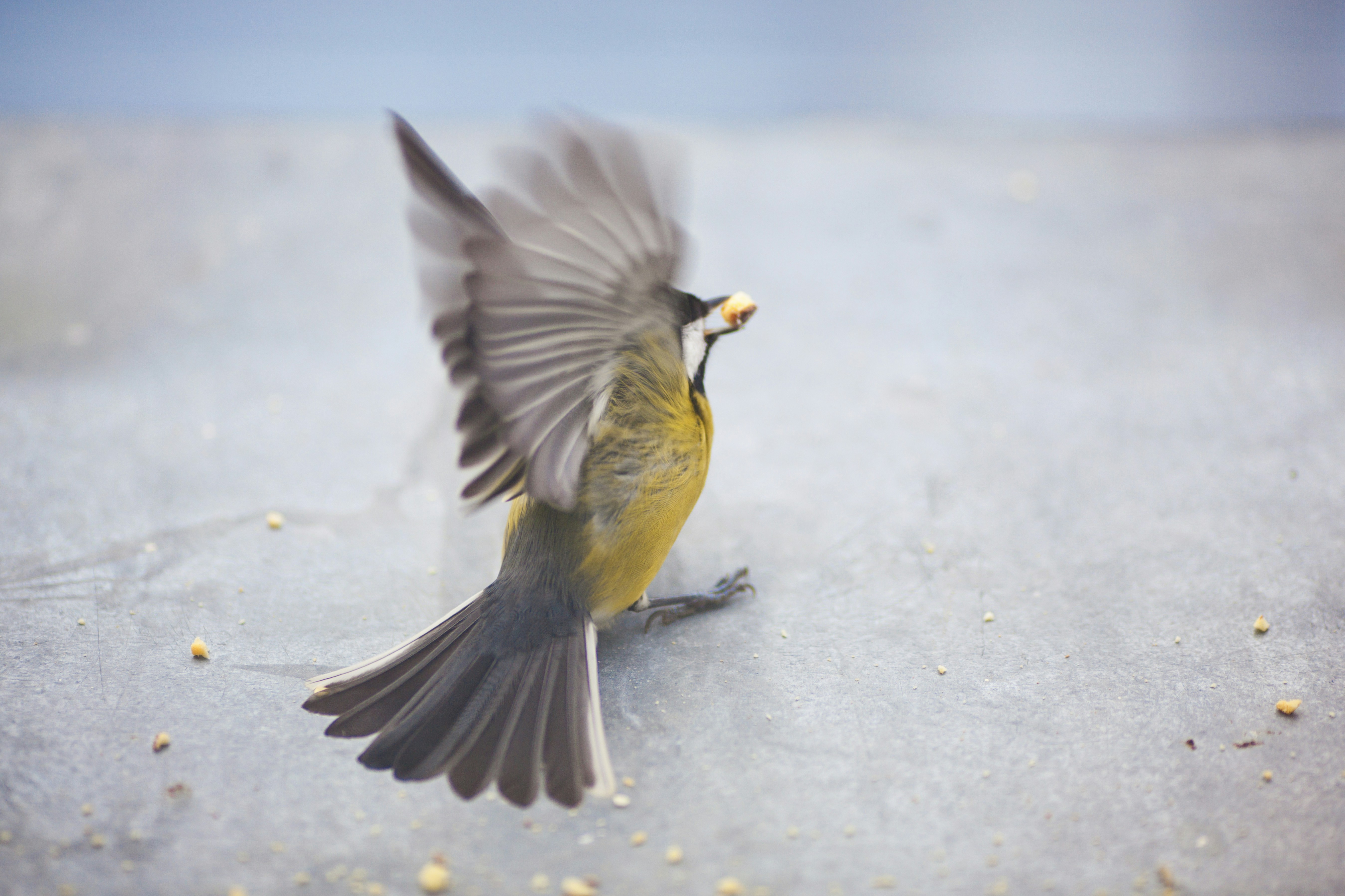 Yellow Bird Pictures | Download Free Images on Unsplash