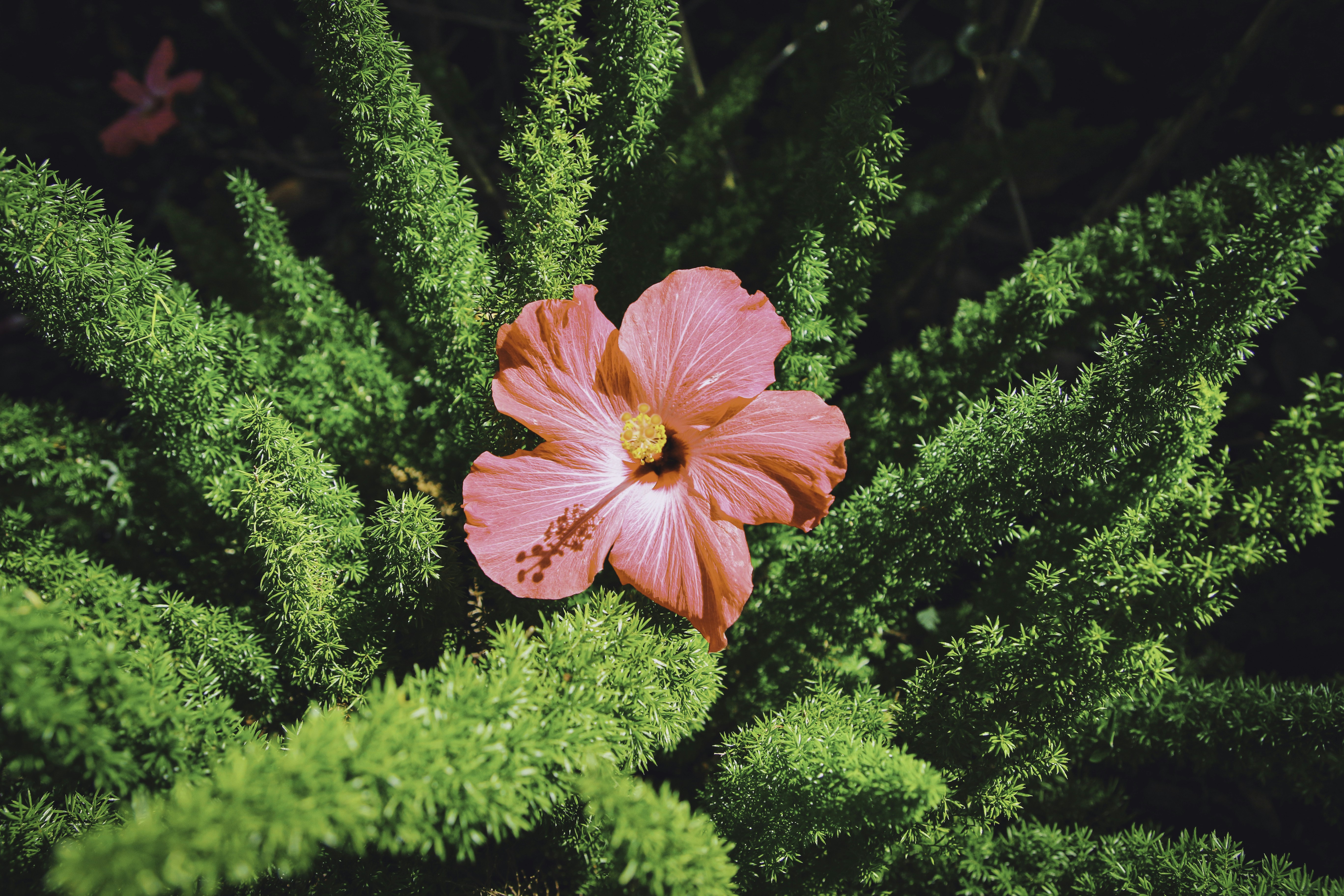 Pink Hibiscus Bloom Nestled in a Crown of Emerald Spikes
