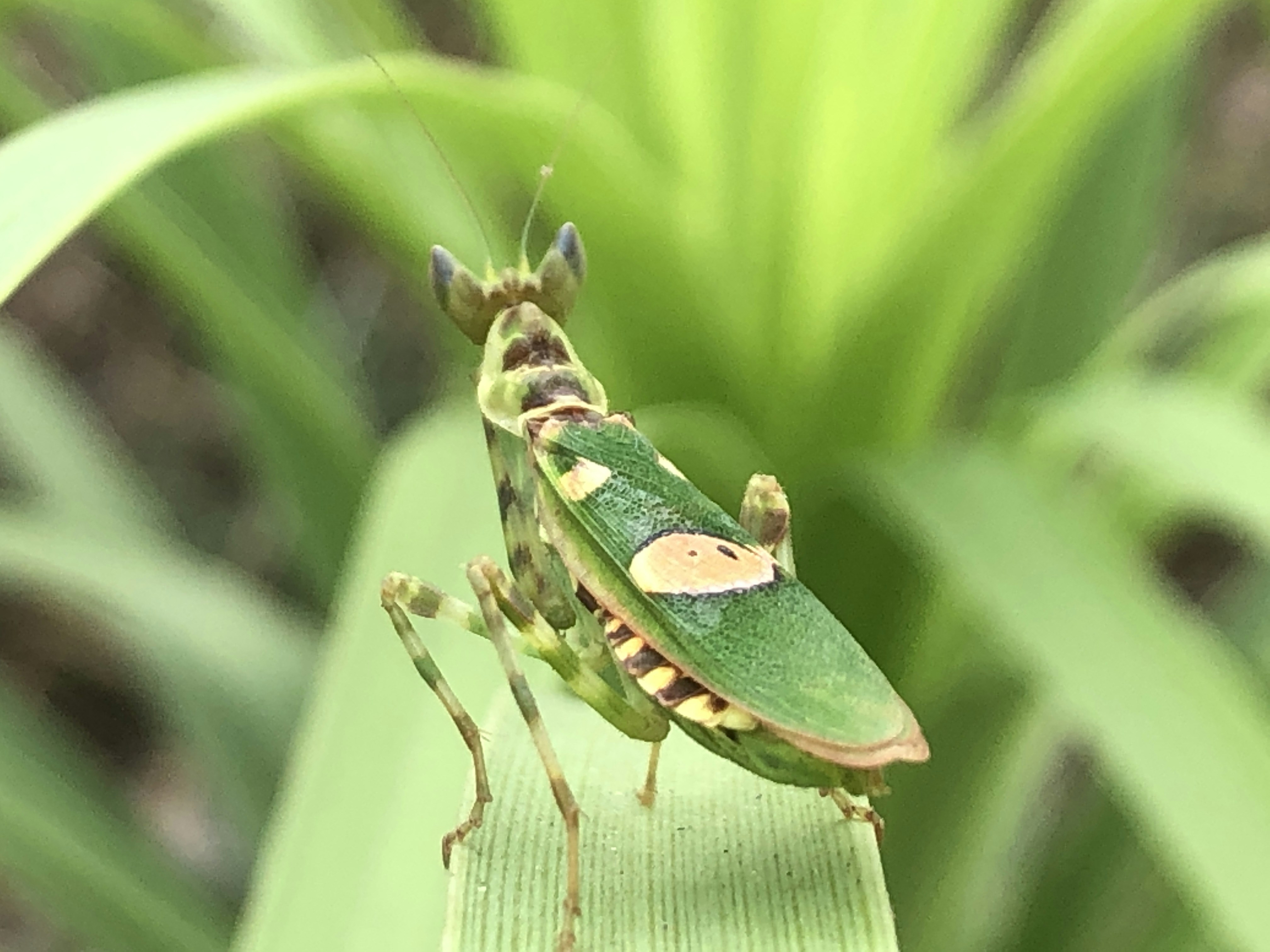 green and black grasshopper perched on green leaf in close up photography during daytime