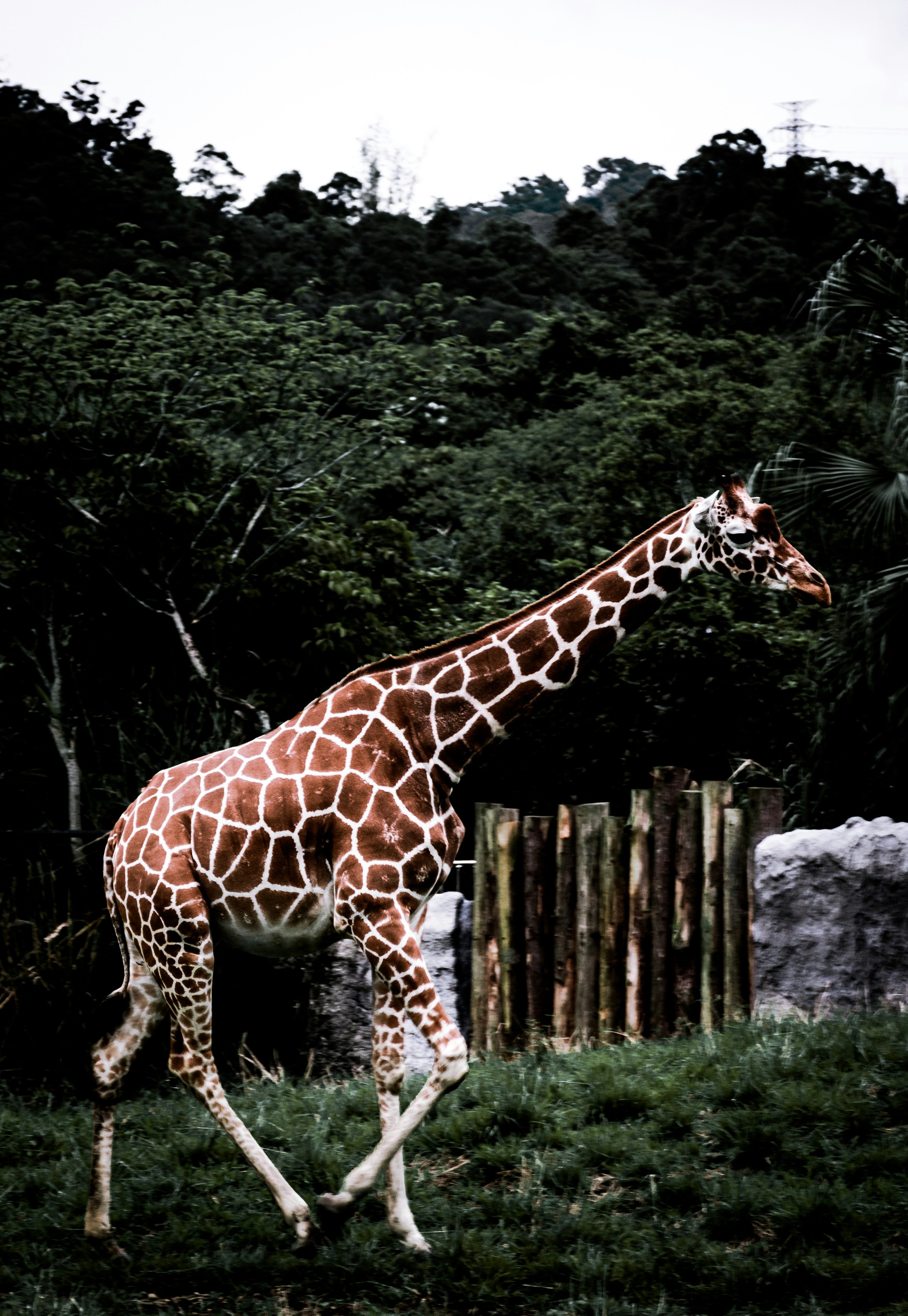 brown giraffe standing on green grass during daytime