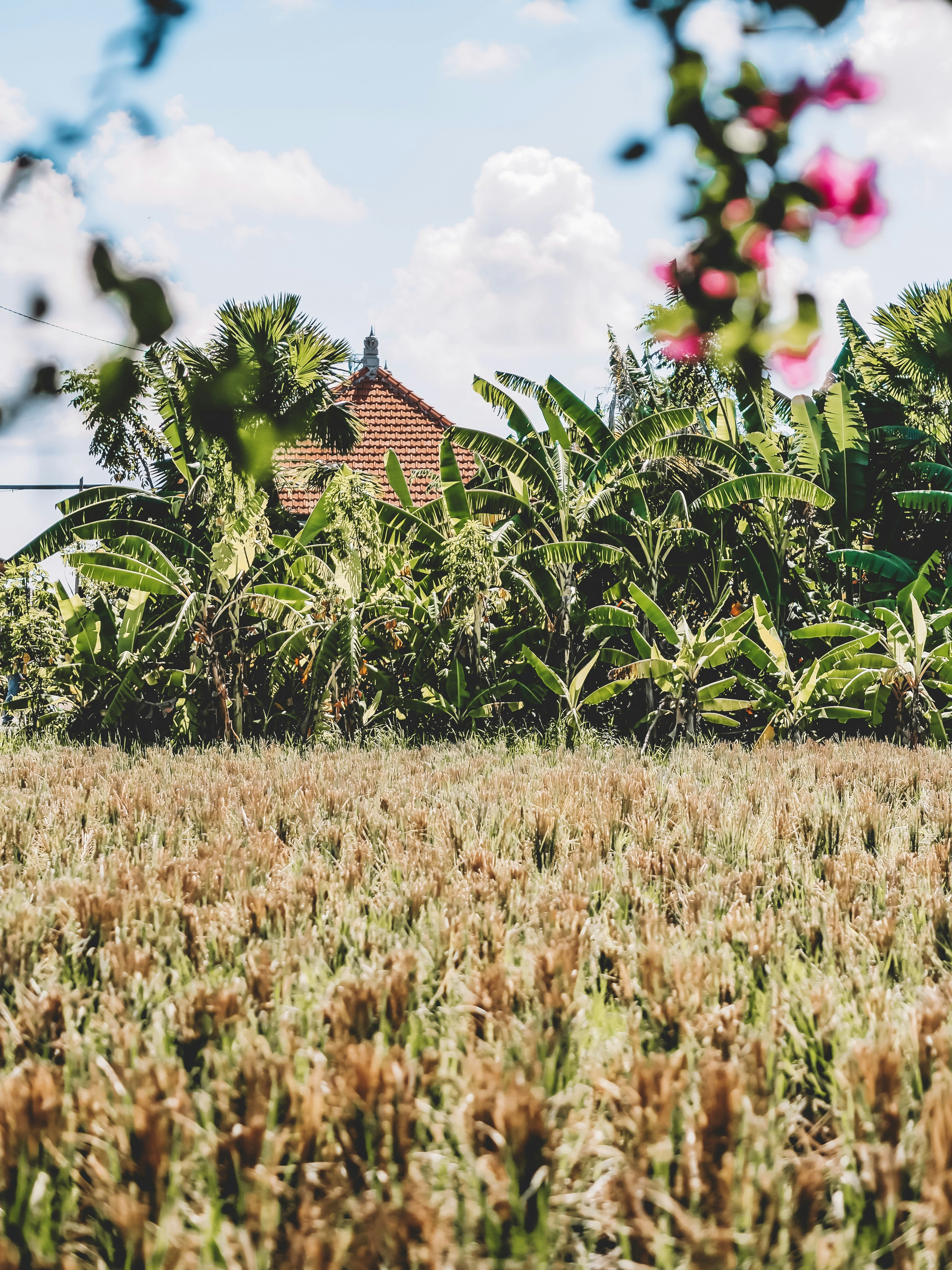 #bali #indonesia #travel #palm #jungle