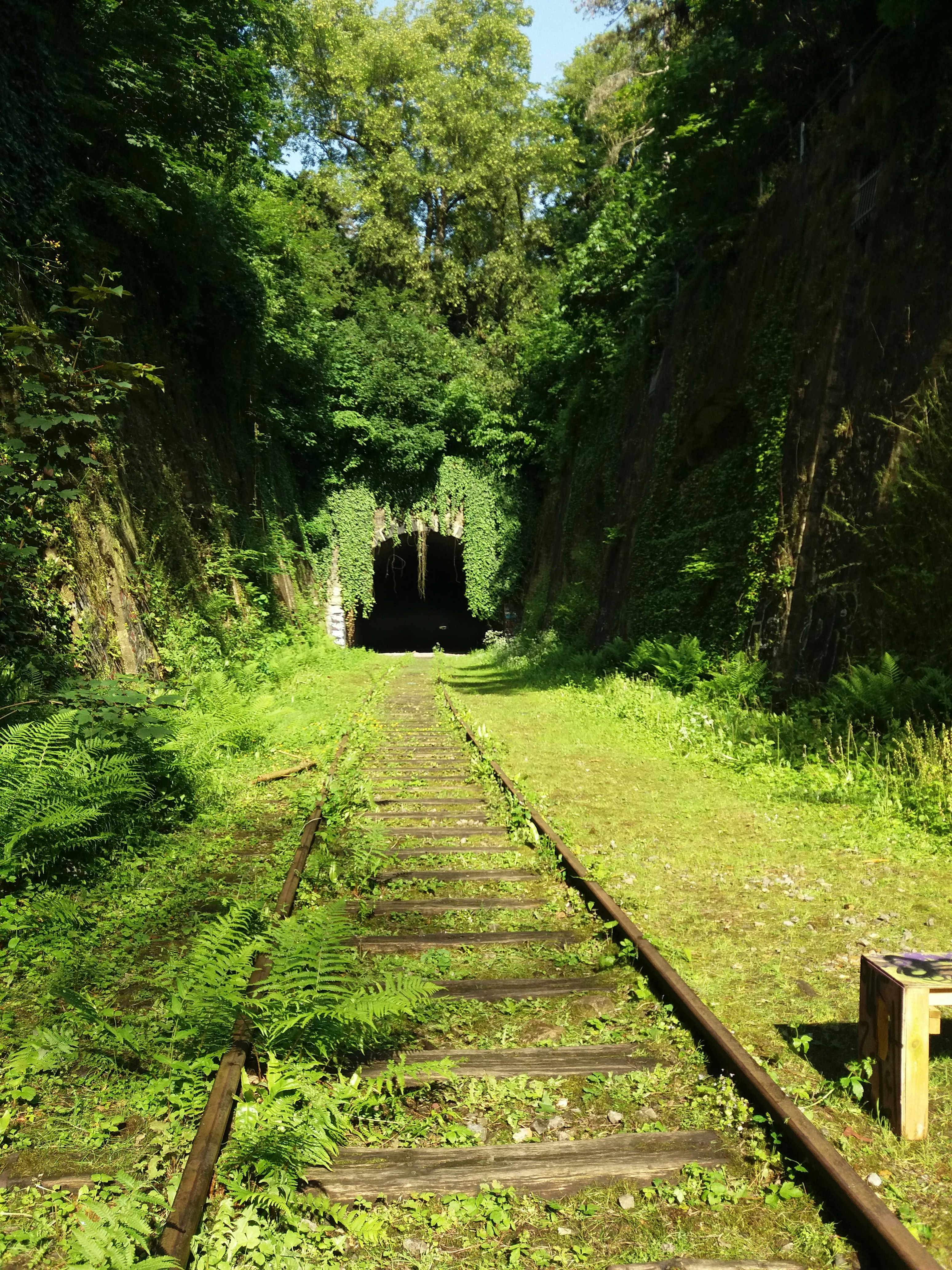 Overgrown railway tracks leading into a dark tunnel, surrounded by lush greenery and ferns. The scene evokes a sense of mystery and nature's reclamation.