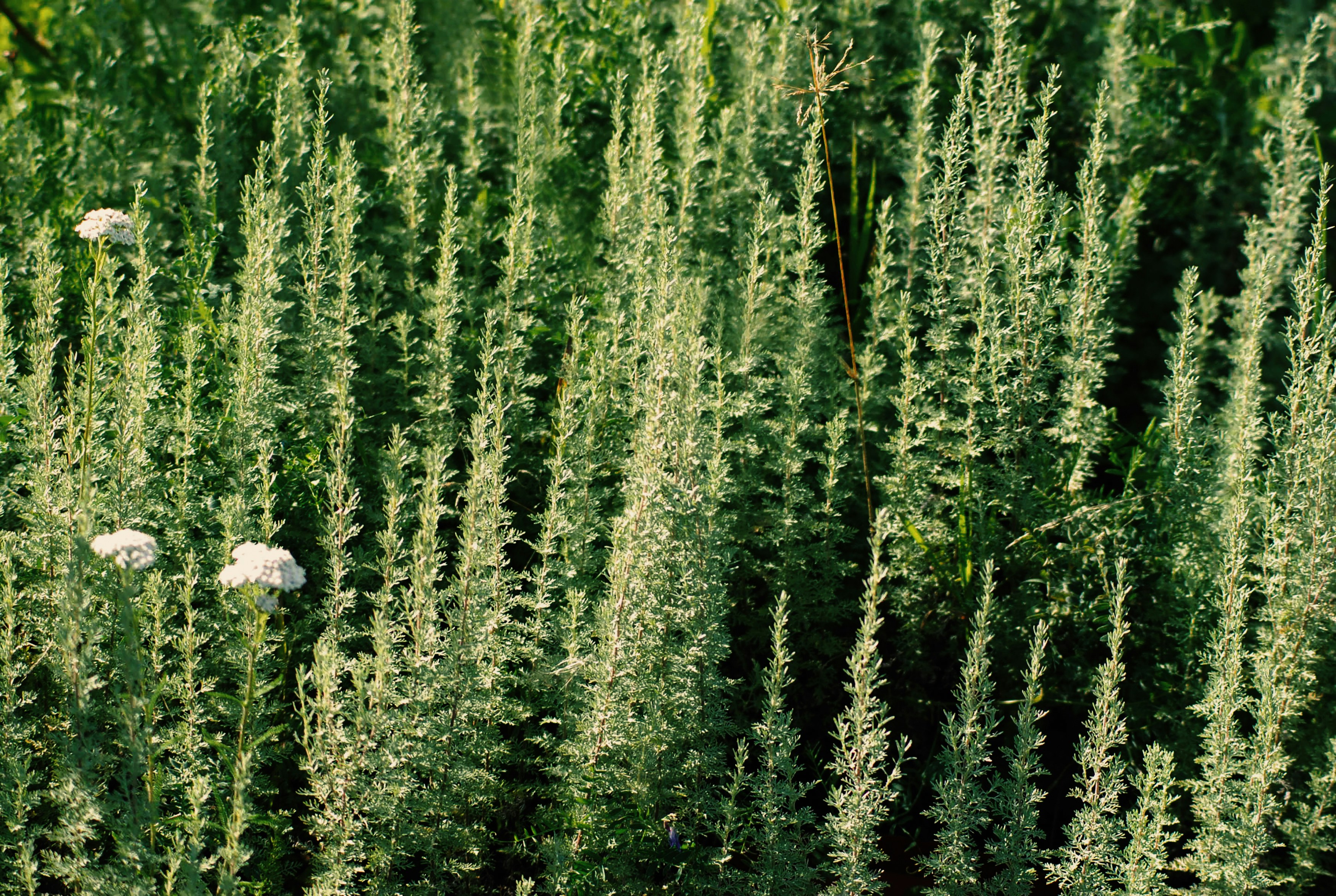 green pine trees during daytime