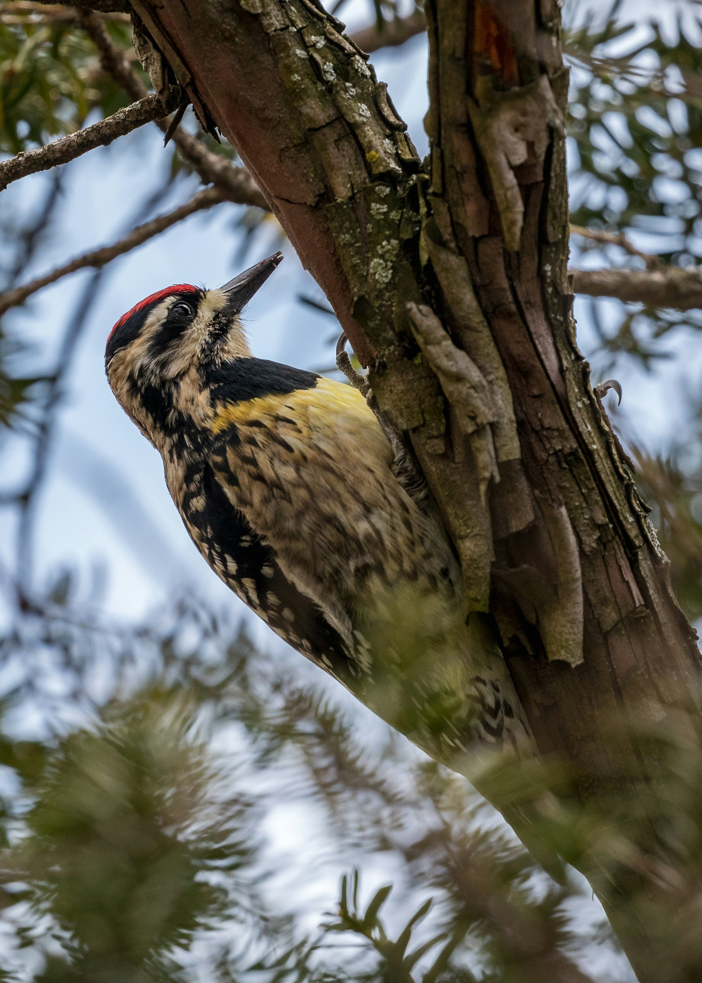 A woodpecker clings to the side of a tree, showcasing its vibrant plumage against the textured bark. The bird's focused expression hints at its industrious nature.