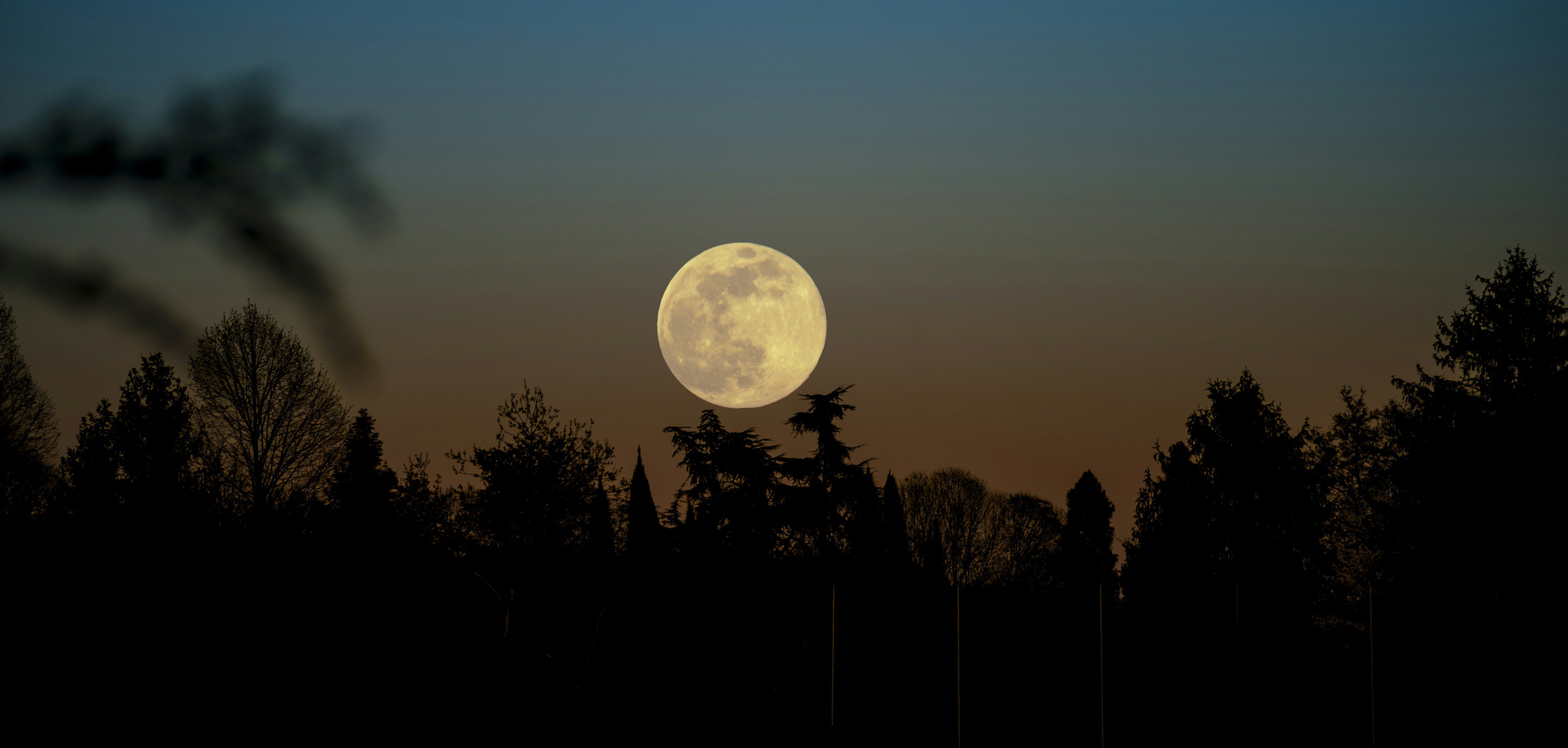 Silhouette of trees under full moon photo – Free Nature Image on Unsplash