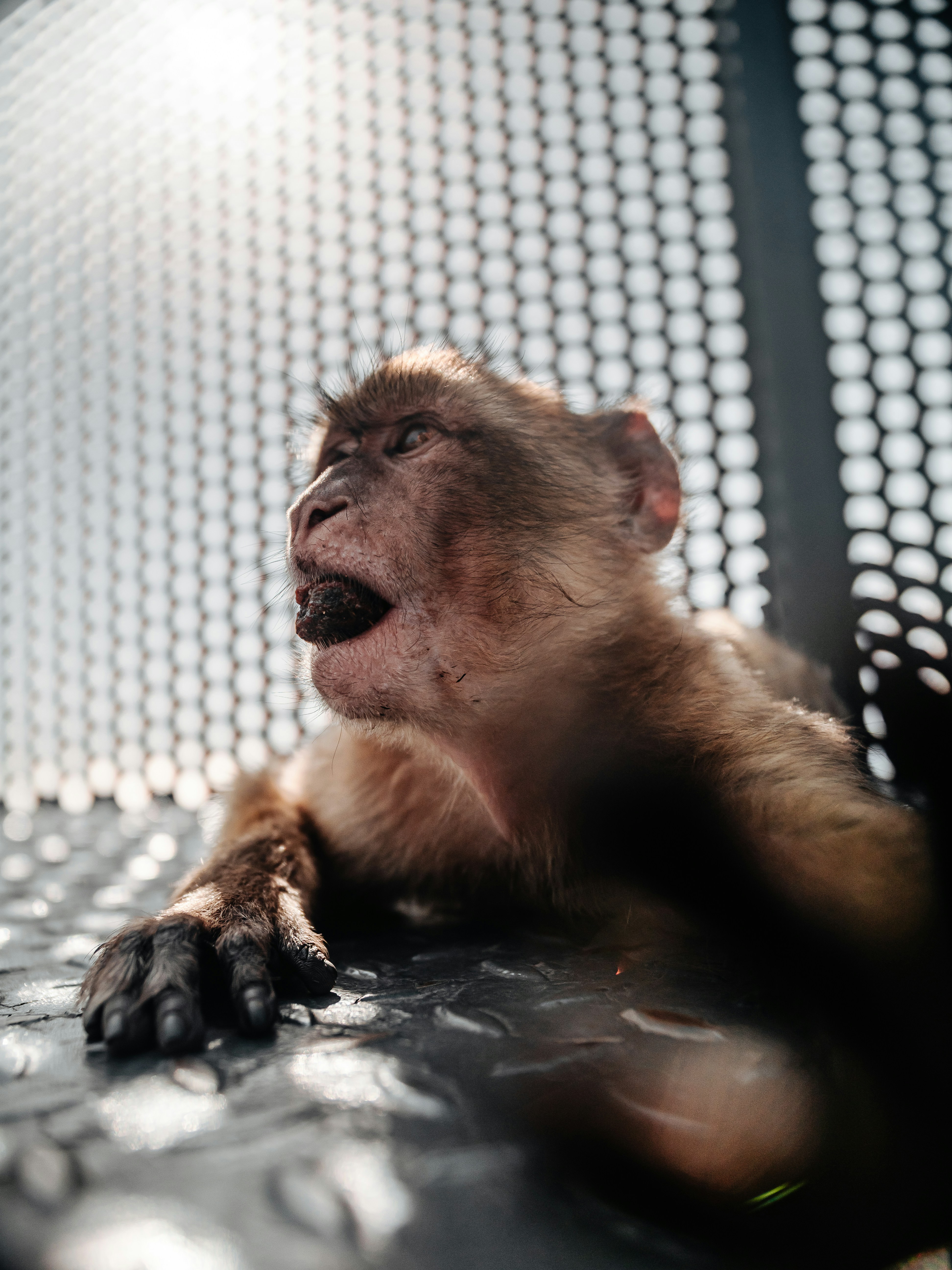Soft Light, Curious Gaze: Macaque at Rest Behind Perforated Steel