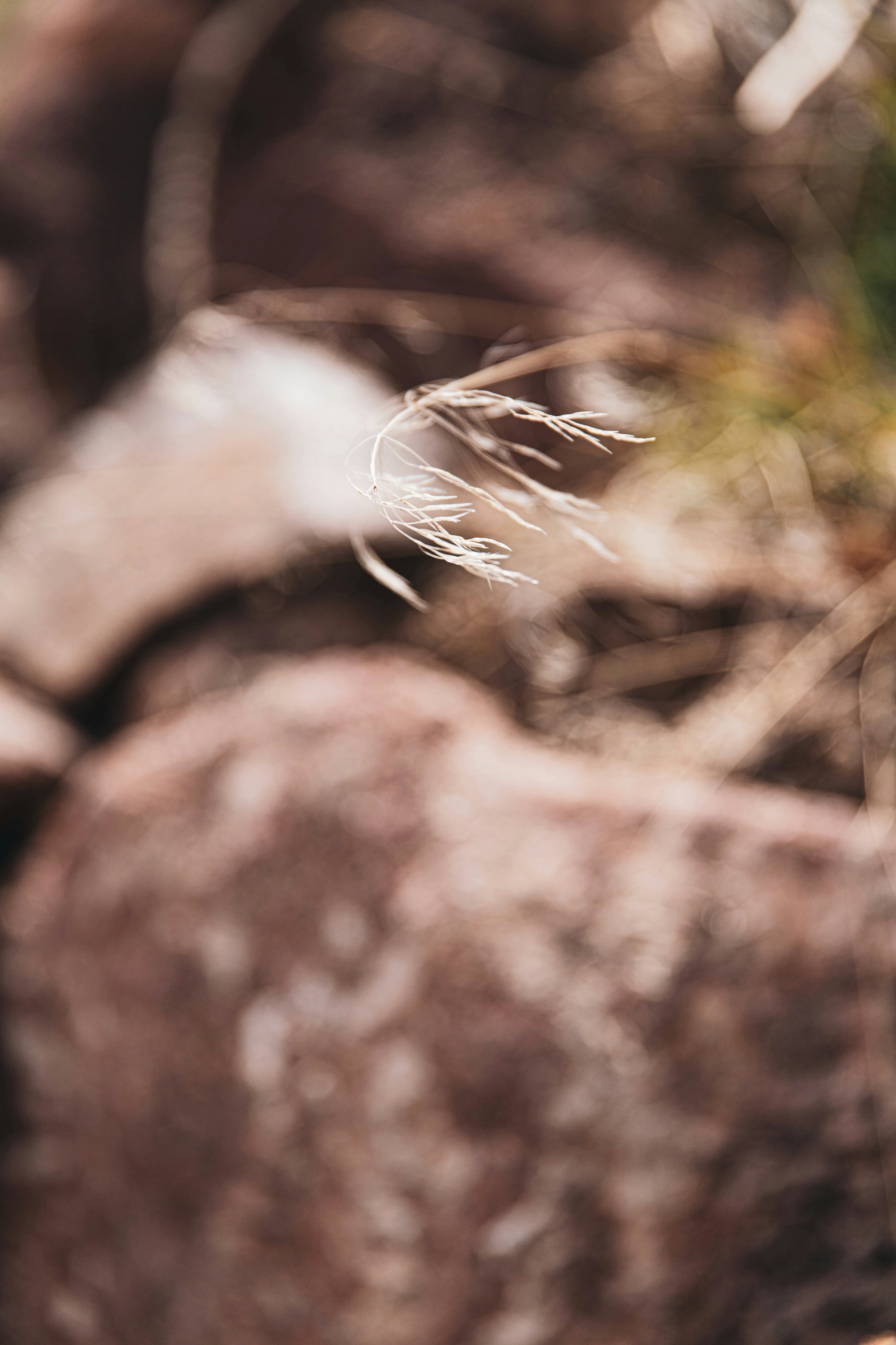 Whispers of a Dune Grass in Soft Focus