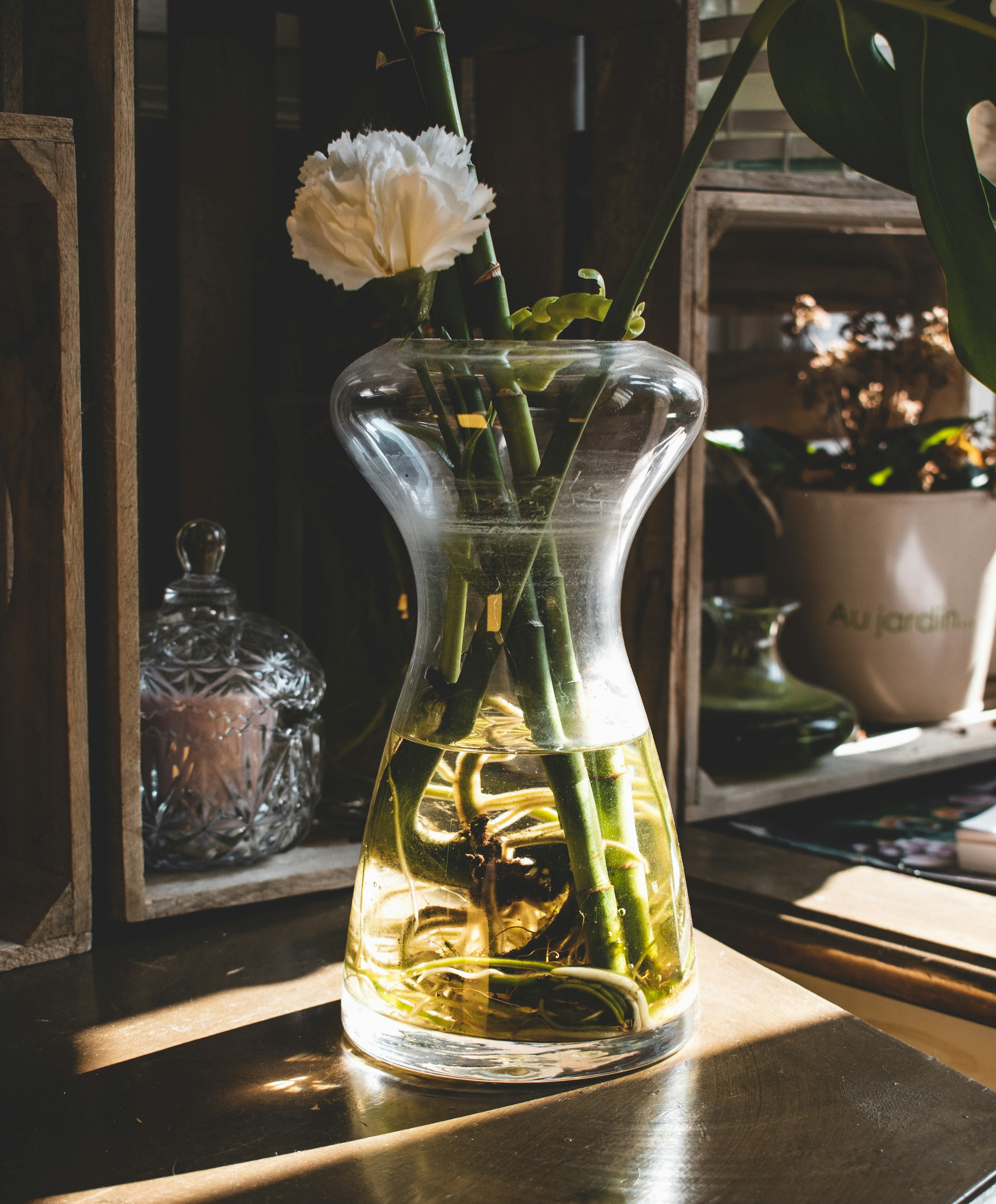 Amber Echoes: A Glass Vase with Fresh Stems and a White Carnation Bathed in Afternoon Light