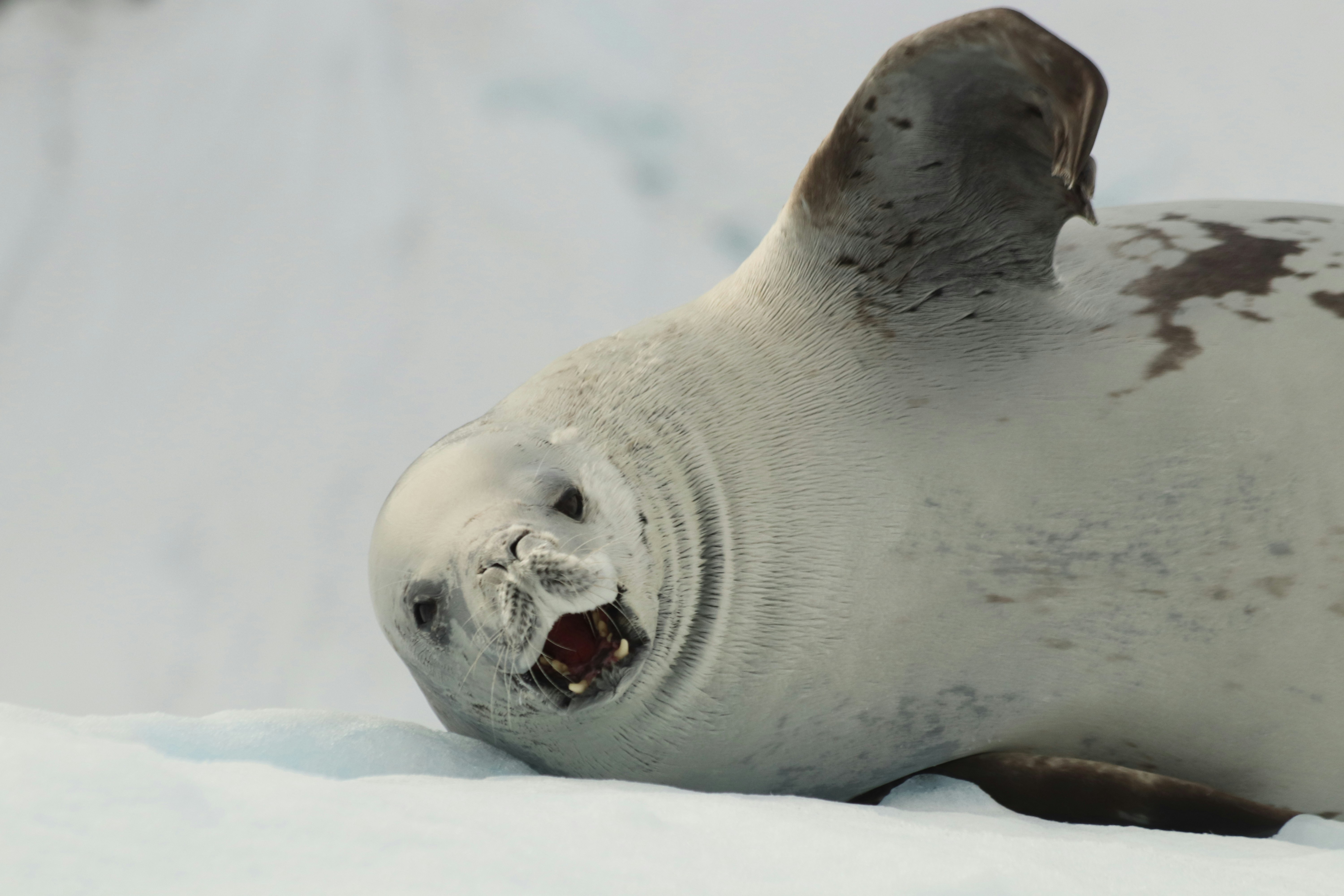 Leopard seal resting on ice, showcasing its distinctive features and curious expression.