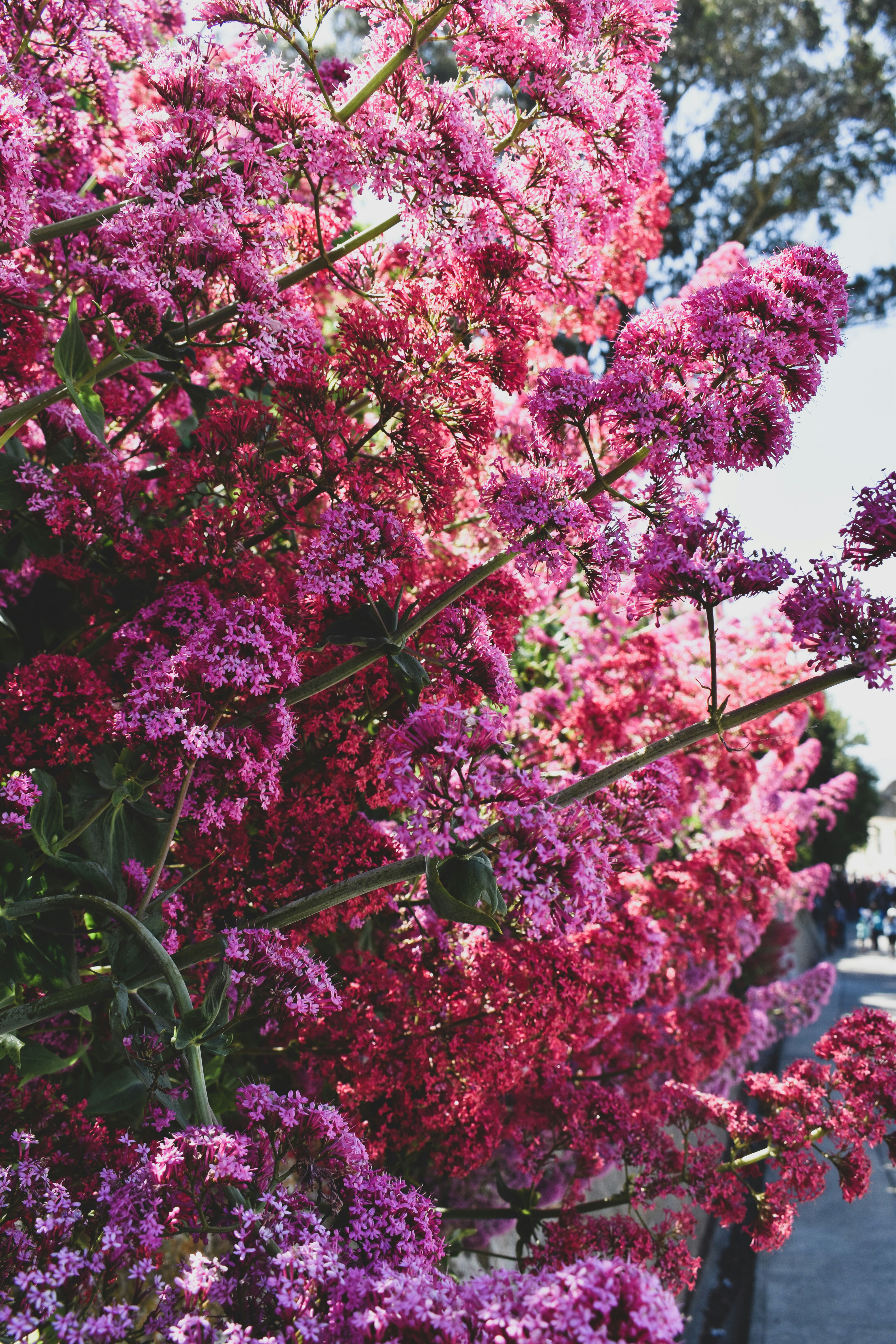 Crimson Crepe Myrtles Framing a Sunlit City Street