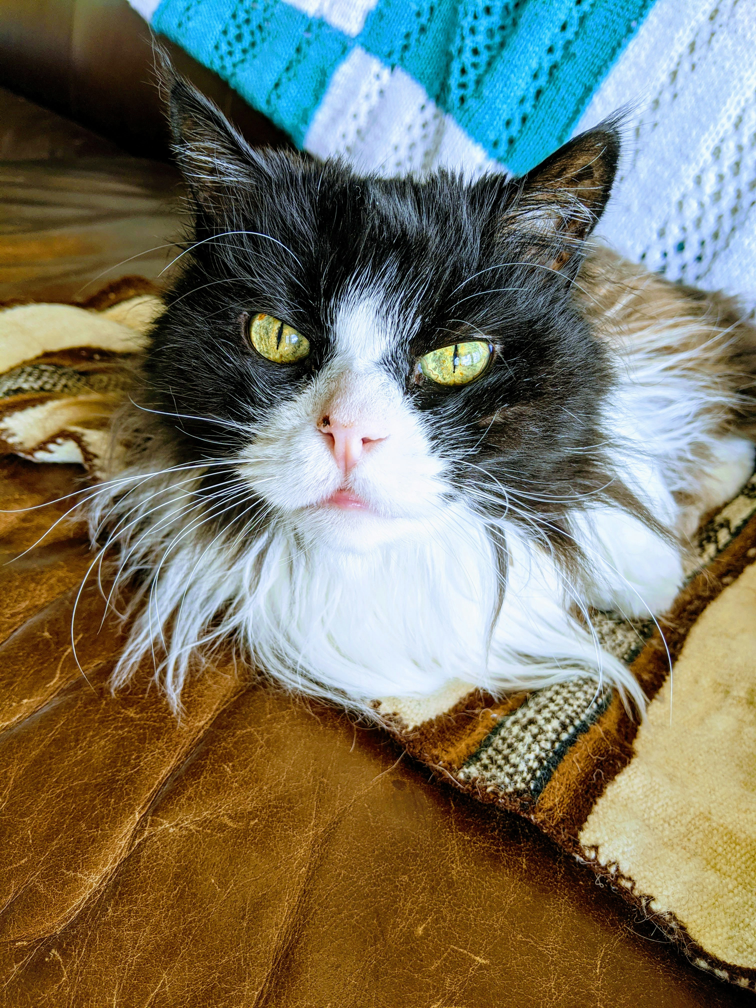 Emerald Gaze: A Fluffy Portrait on Warm Velvet