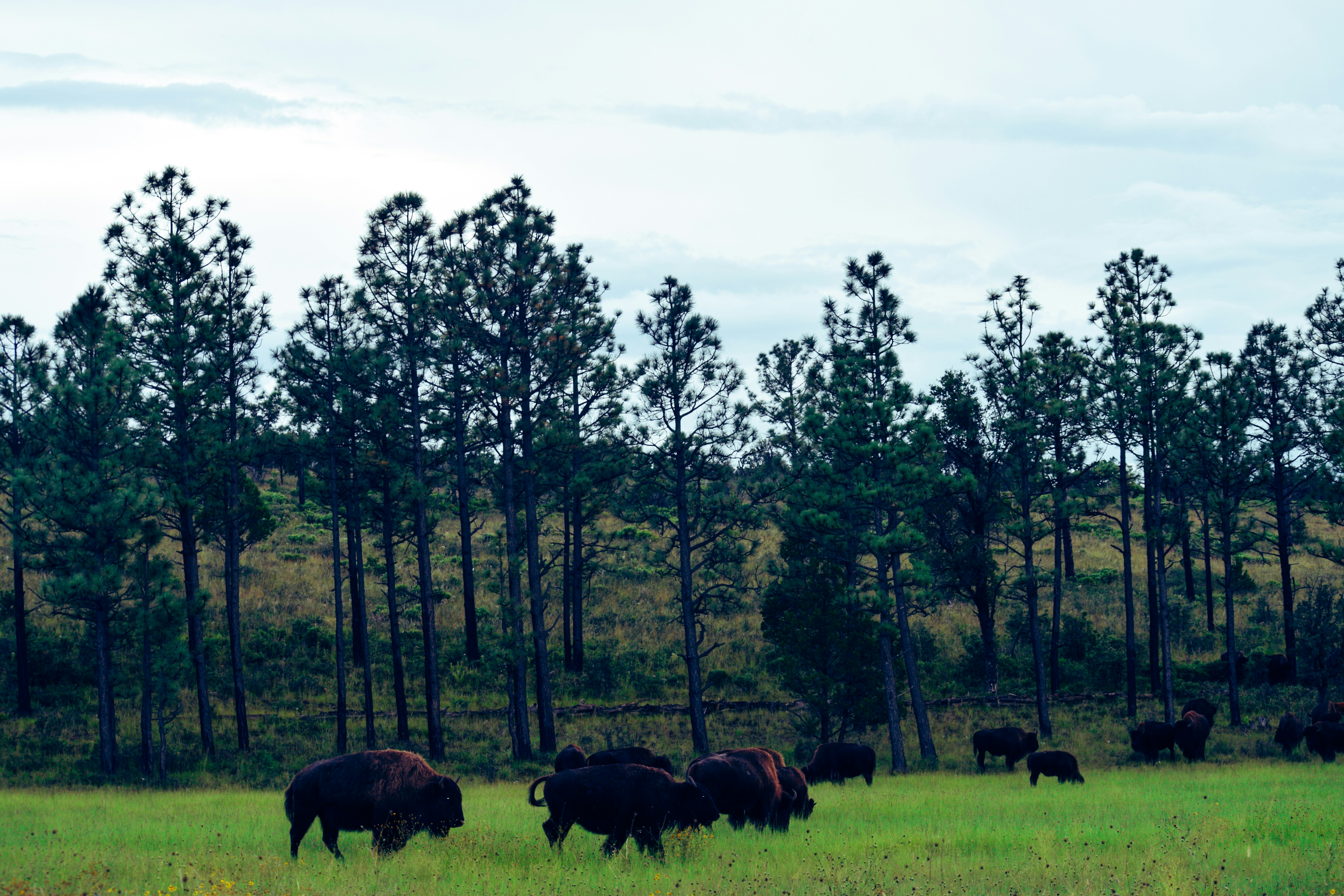 Herd of bison grazing in a lush green meadow with a backdrop of tall pine trees under a cloudy sky.
