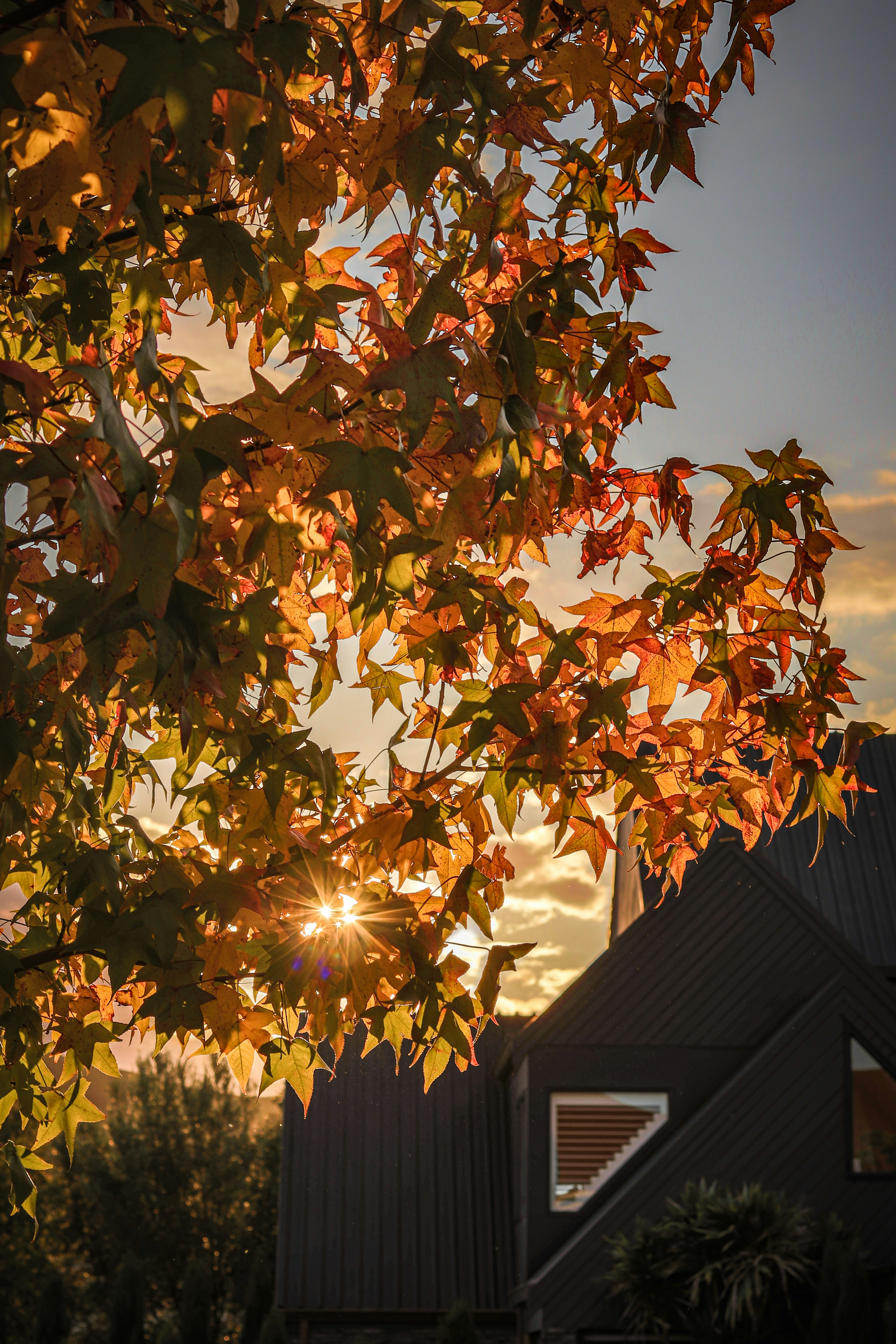 Autumn Sunset Pictures | Download Free Images on Unsplash