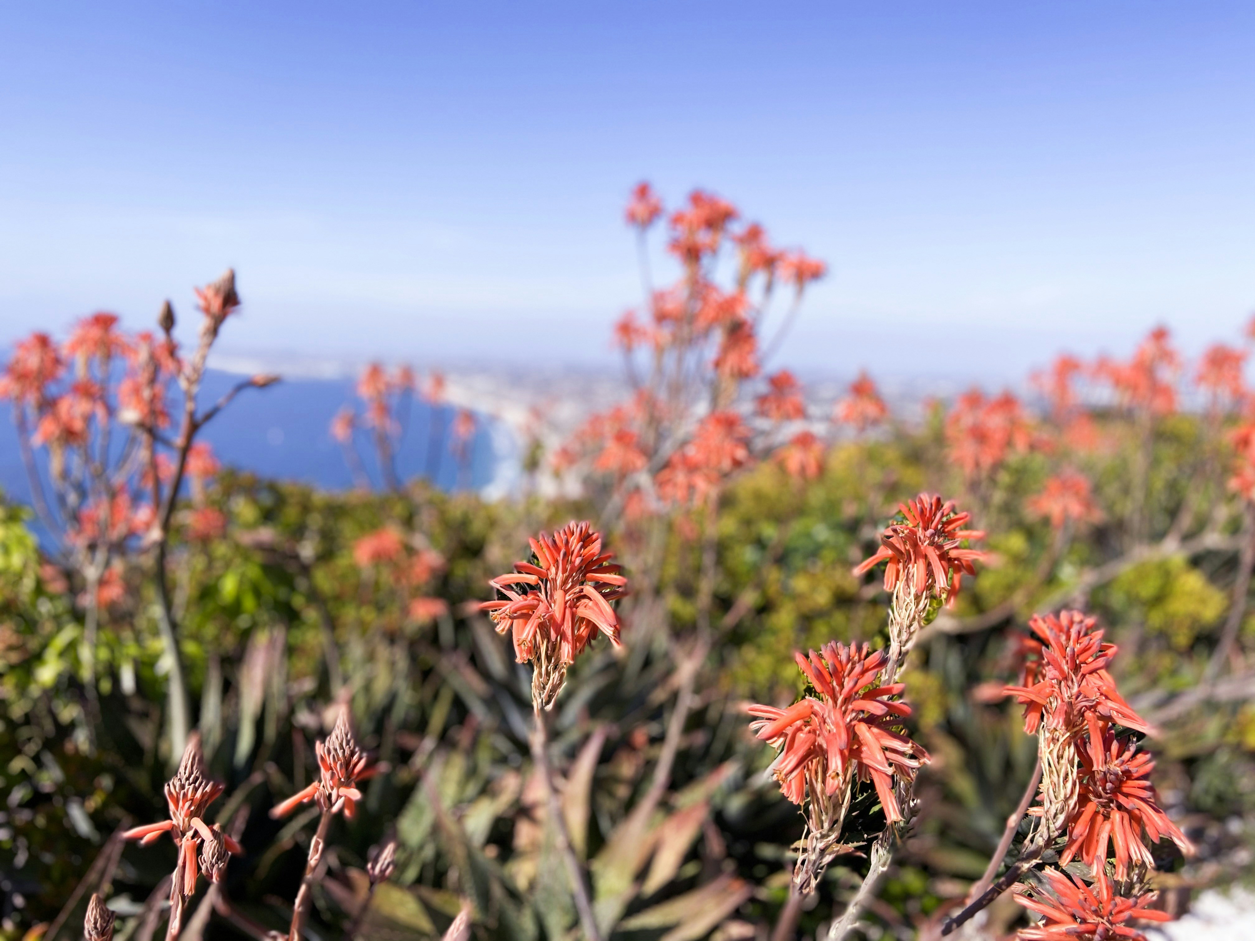 Red-orange flowers in focus with a coastal landscape in the background under a clear blue sky.