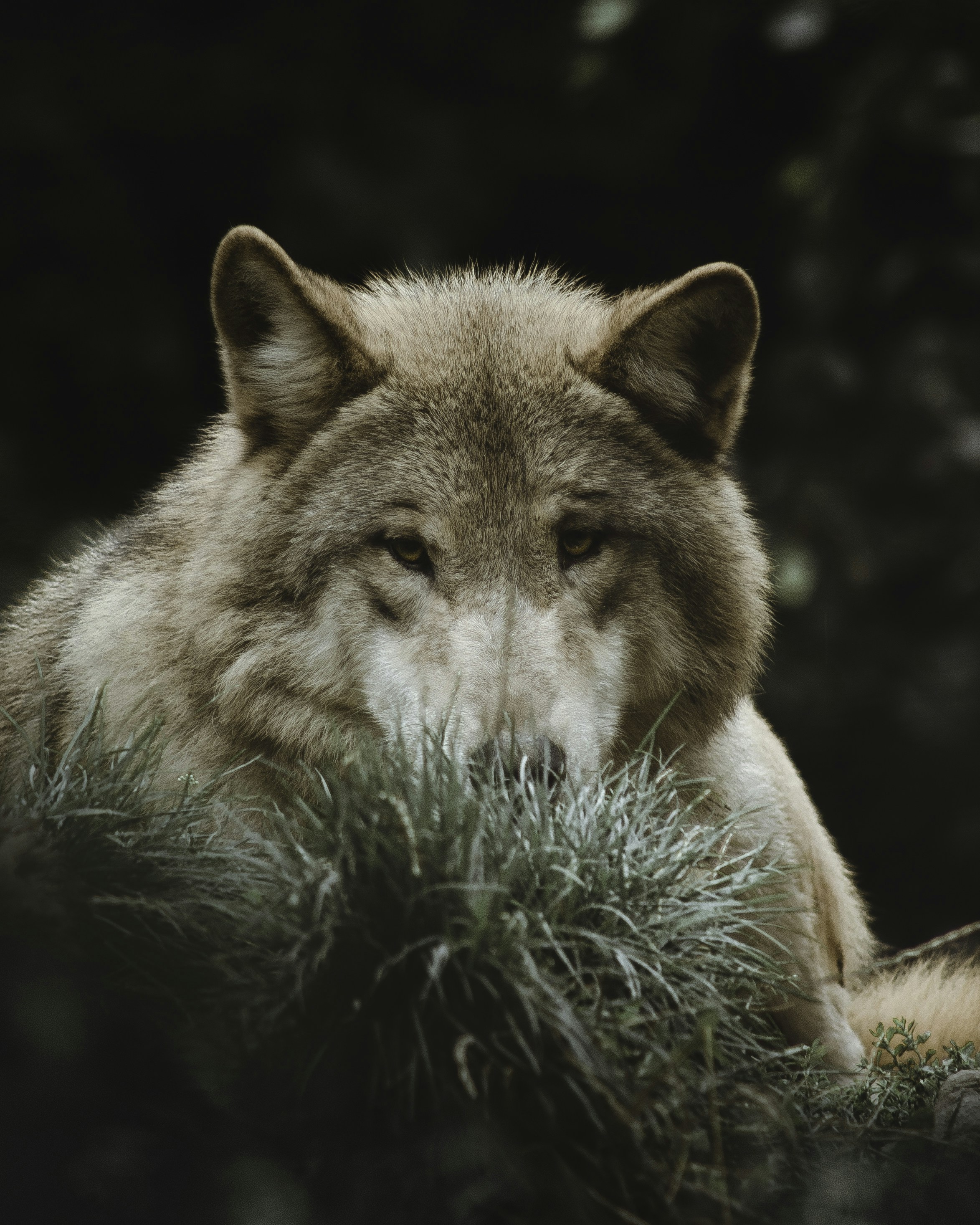 A solitary wolf resting amidst lush greenery, its intense gaze reflecting the mysteries of the forest.