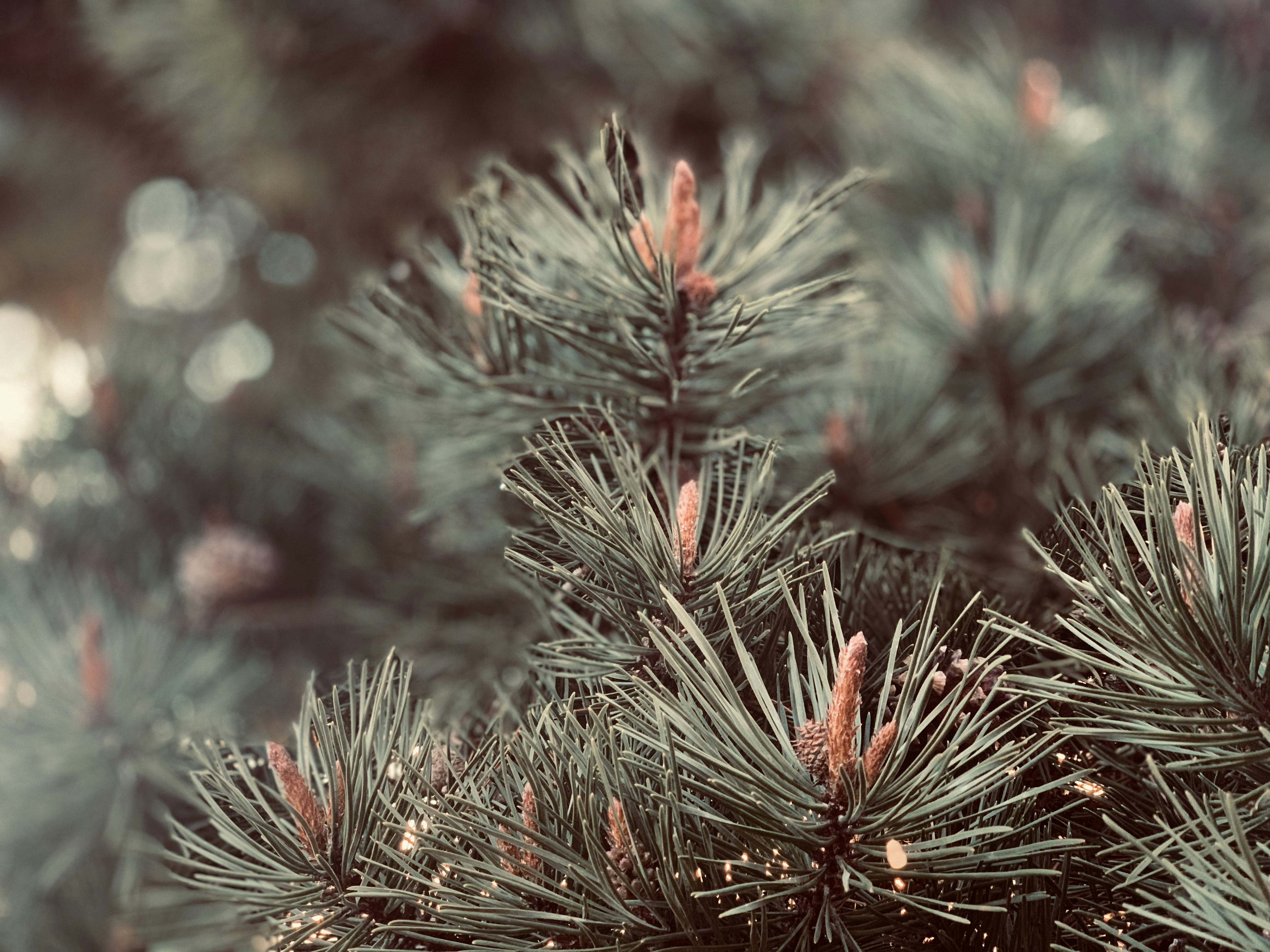 Close-up of pine tree branches showcasing new growth amidst a soft-focus background. The intricate details of the needles and buds are highlighted.