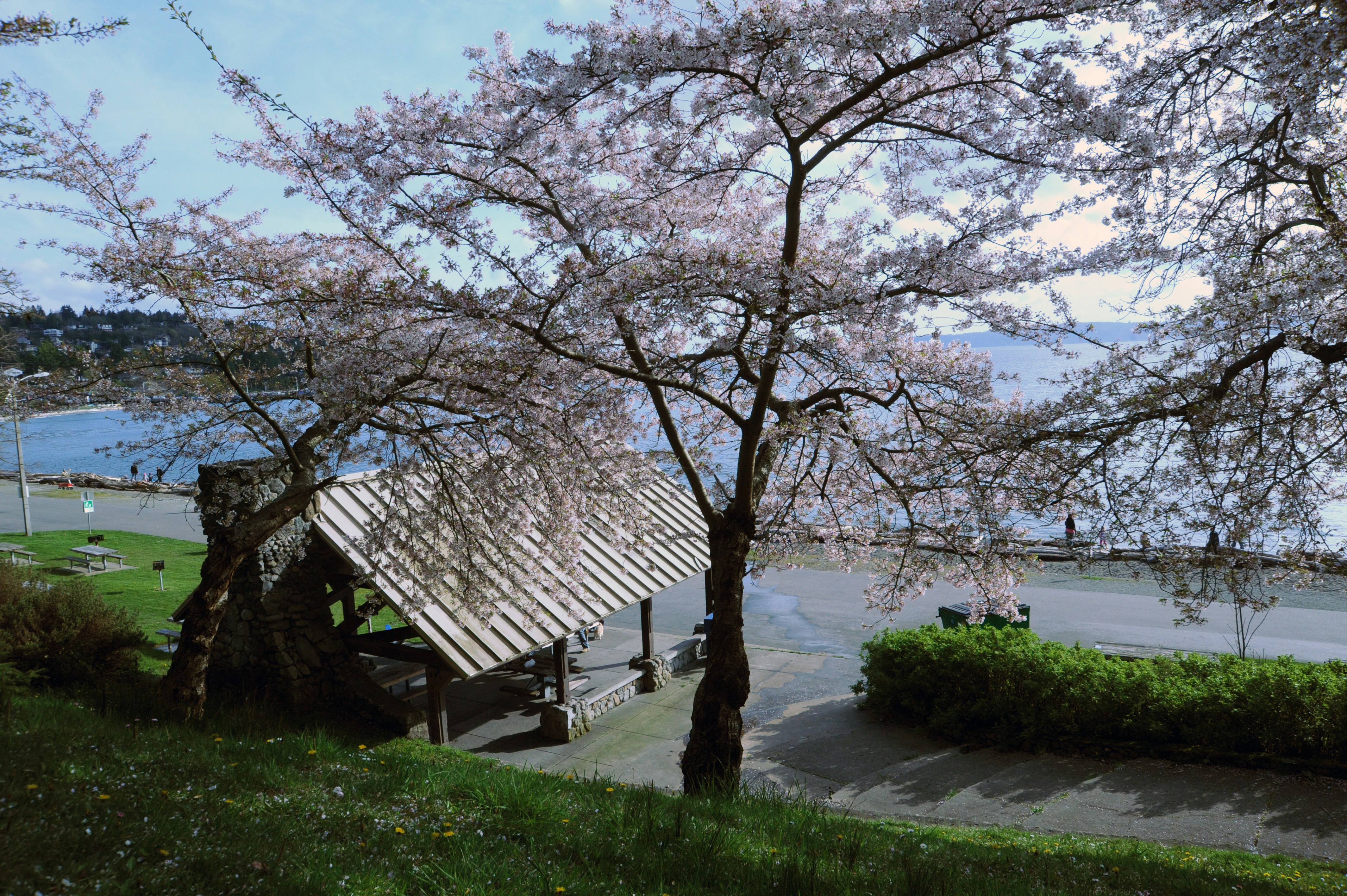 White cherry blossom tree near body of water during daytime photo ...