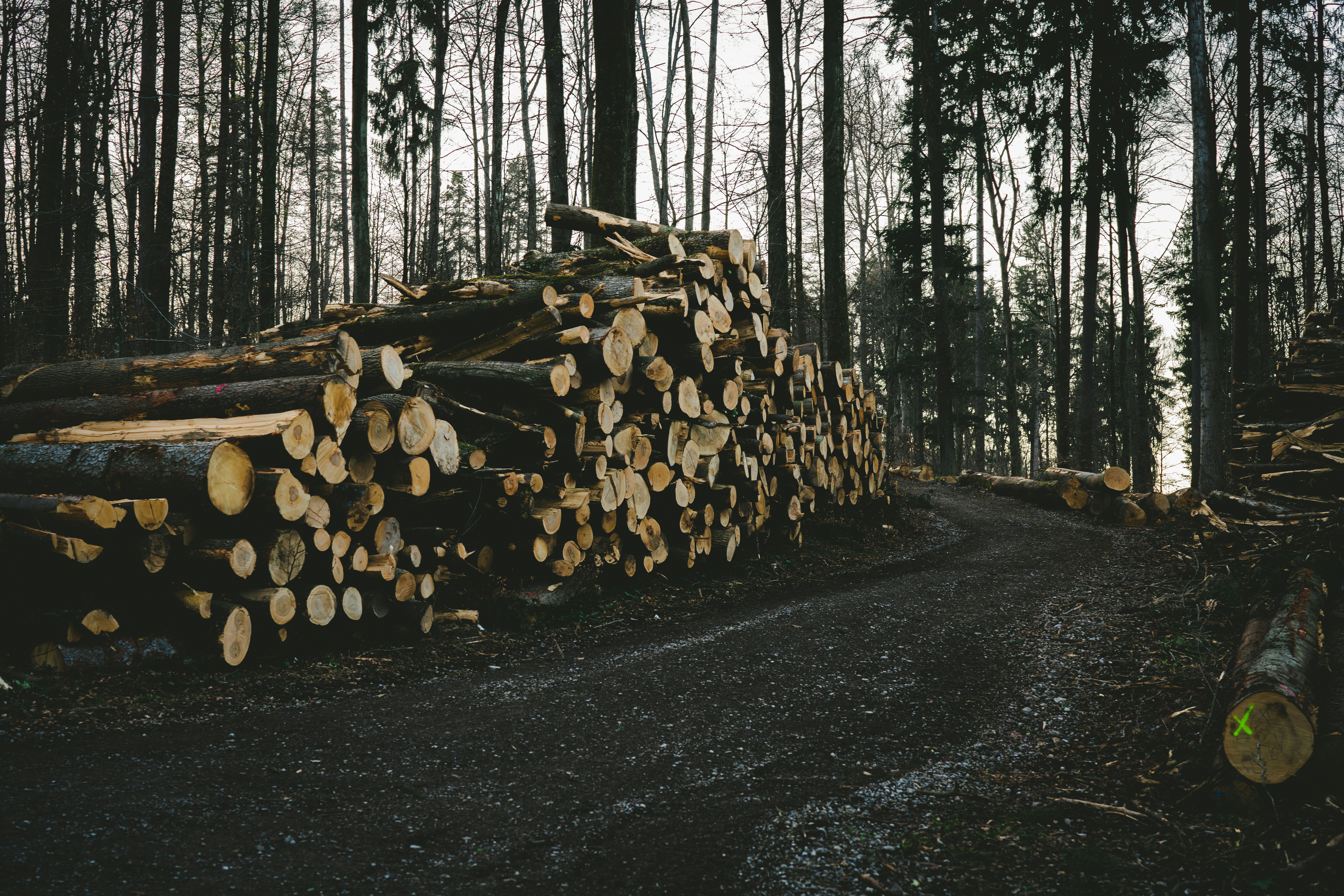 Stacked logs alongside a winding gravel path in a serene forest setting, showcasing the natural beauty of timber harvesting.