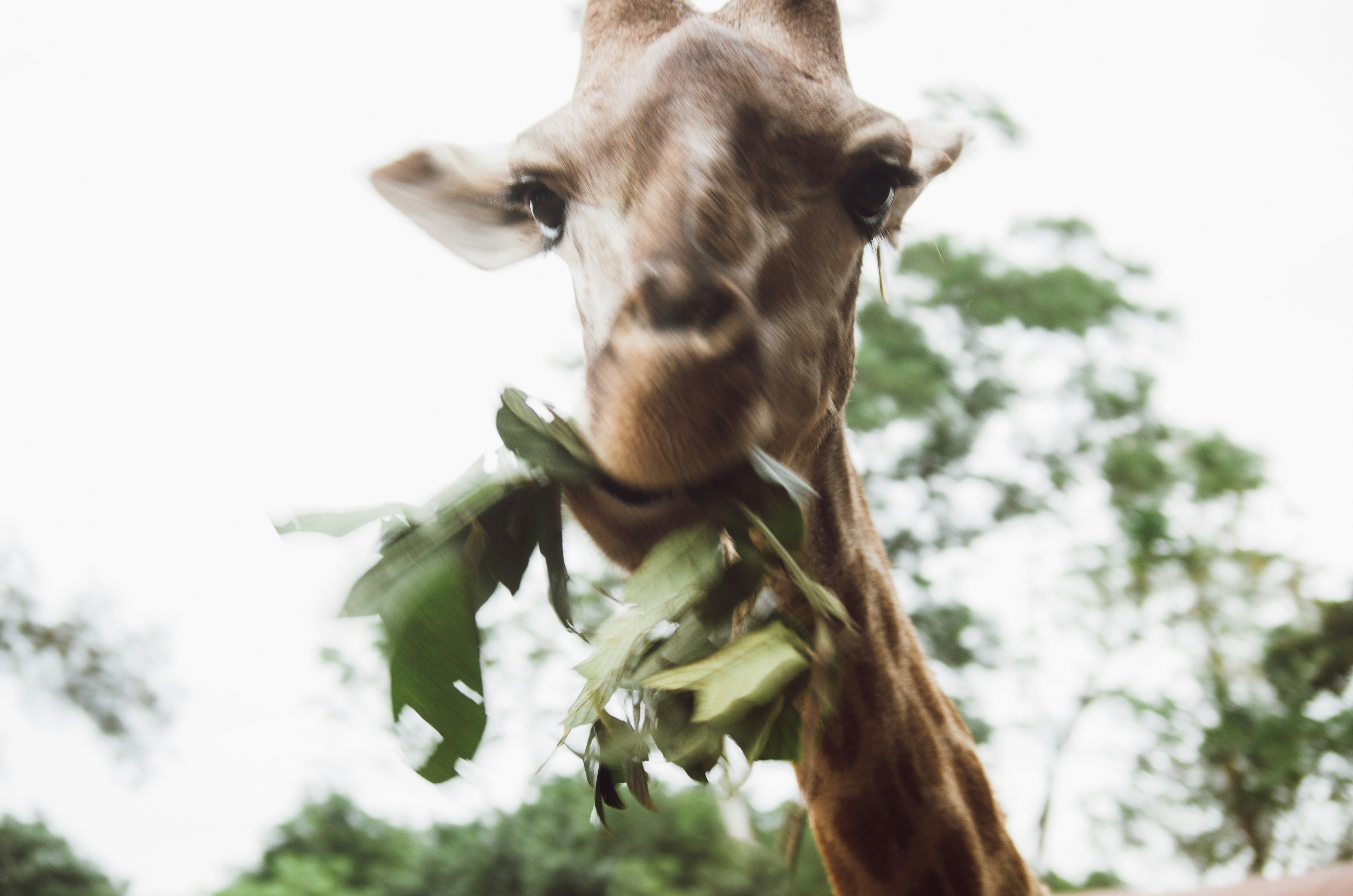Giraffe munching on leafy greens with a curious expression amidst a lush green backdrop.